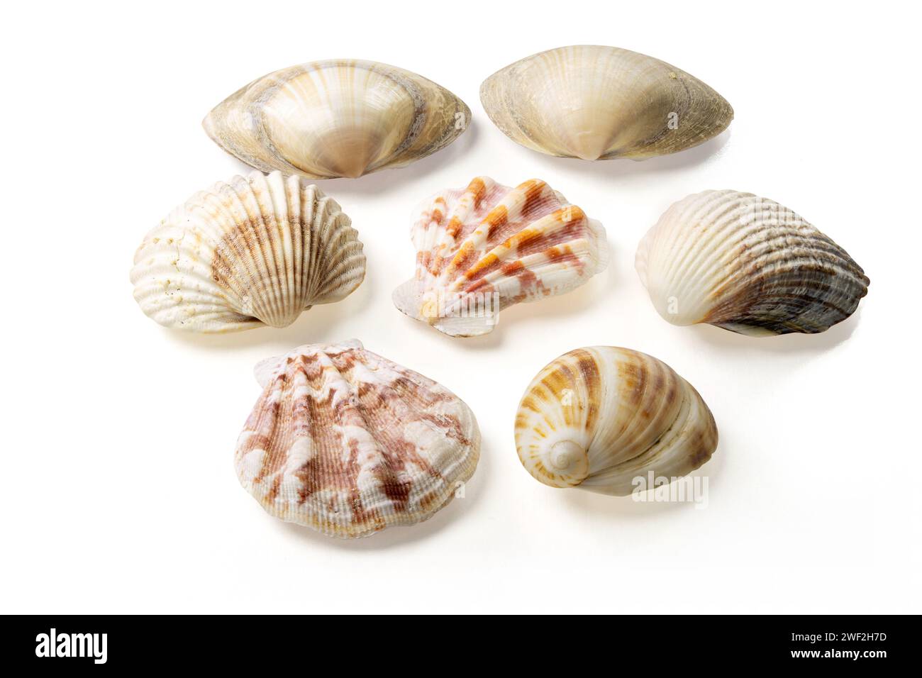 Seashells and shells on white background Stock Photo - Alamy