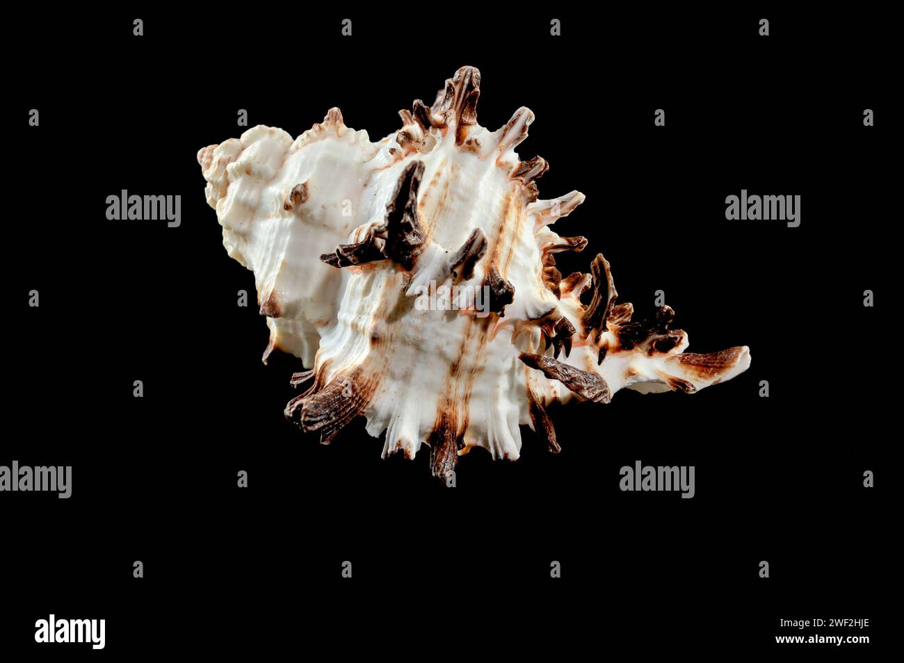 Close-up of Murex Indivia Longspine sea shell on a black background ...