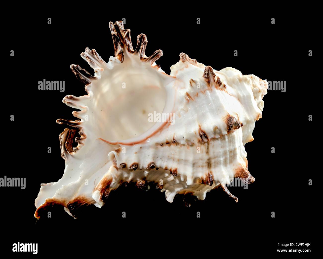 Close-up of Murex Indivia Longspine sea shell on a black background ...