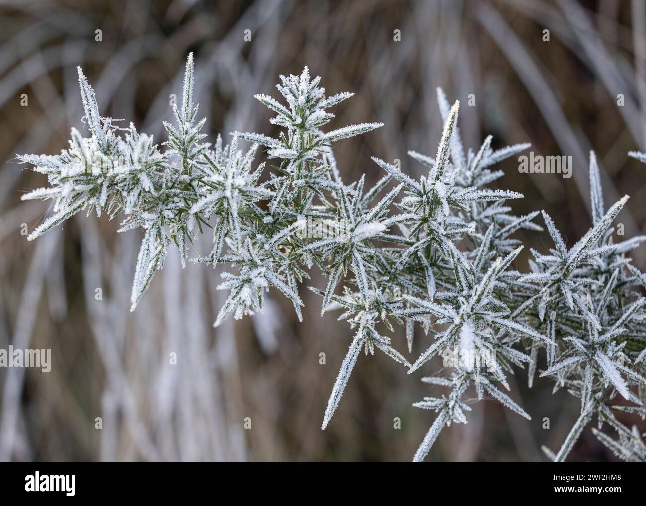 Frosty gorse bush on a frosty, cold, West Sussex Morning Stock Photo ...