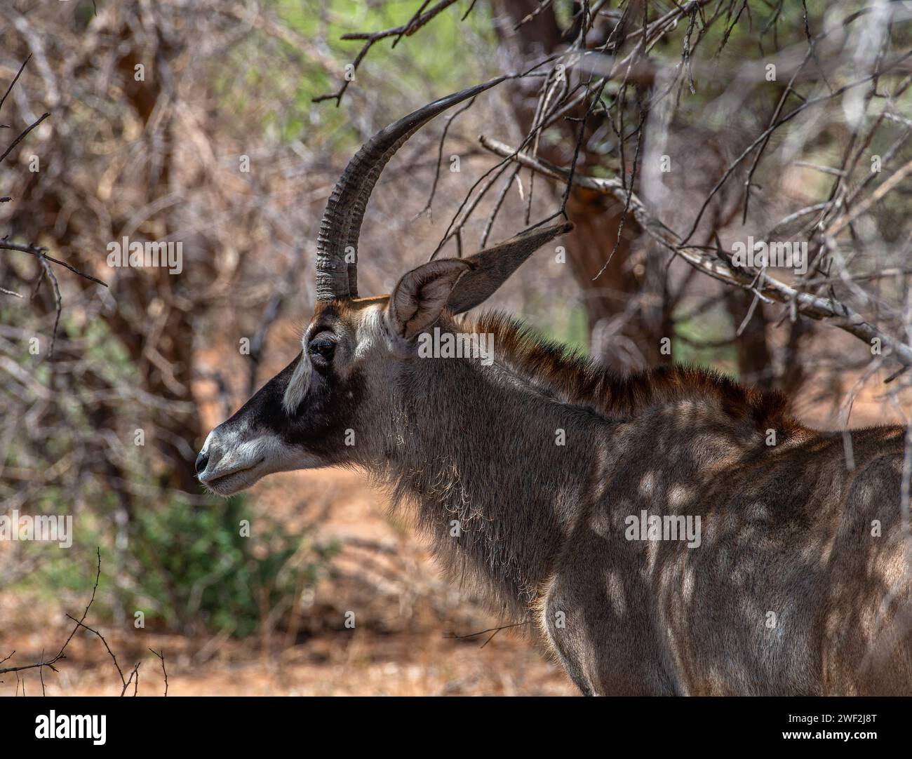 Sable antelope, Hippotragus niger, with magnificent horns, Namibia ...