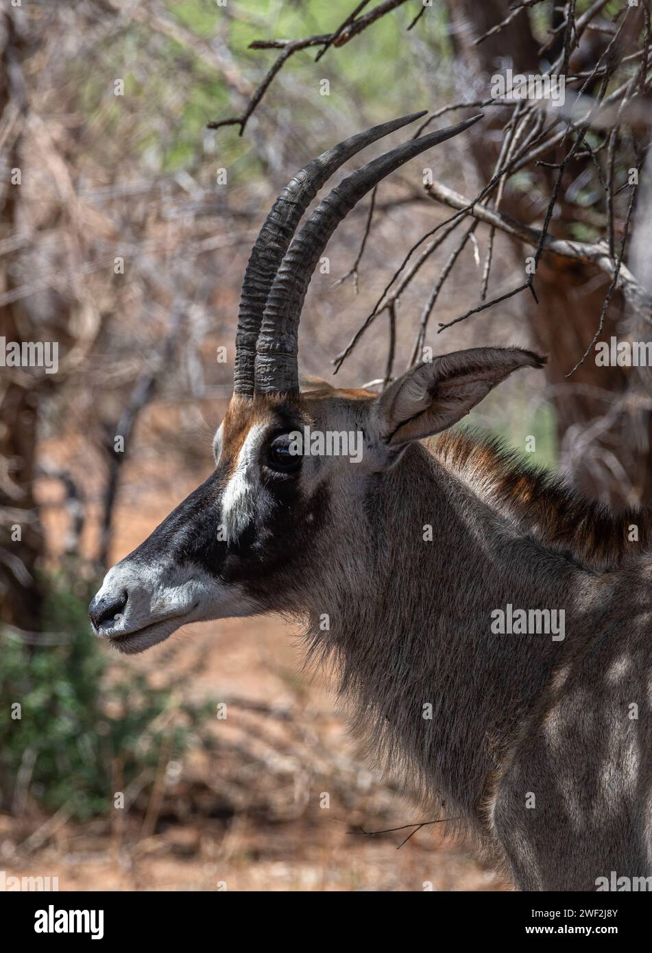 Sable antelope, Hippotragus niger, with magnificent horns, Namibia ...