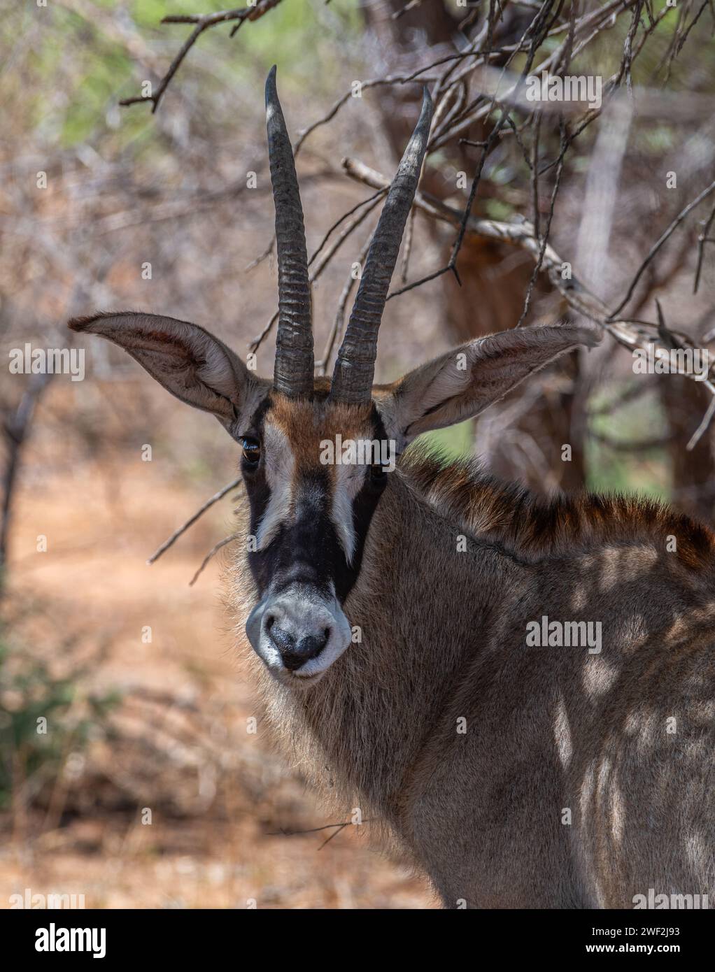 Sable antelope, Hippotragus niger, with magnificent horns, Namibia ...