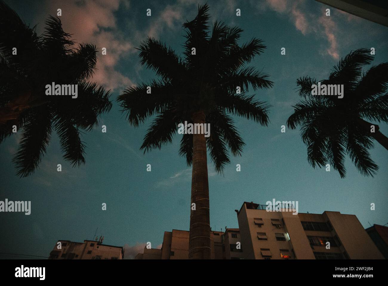 Towering palm trees grace the foreground, while buildings stand in the ...