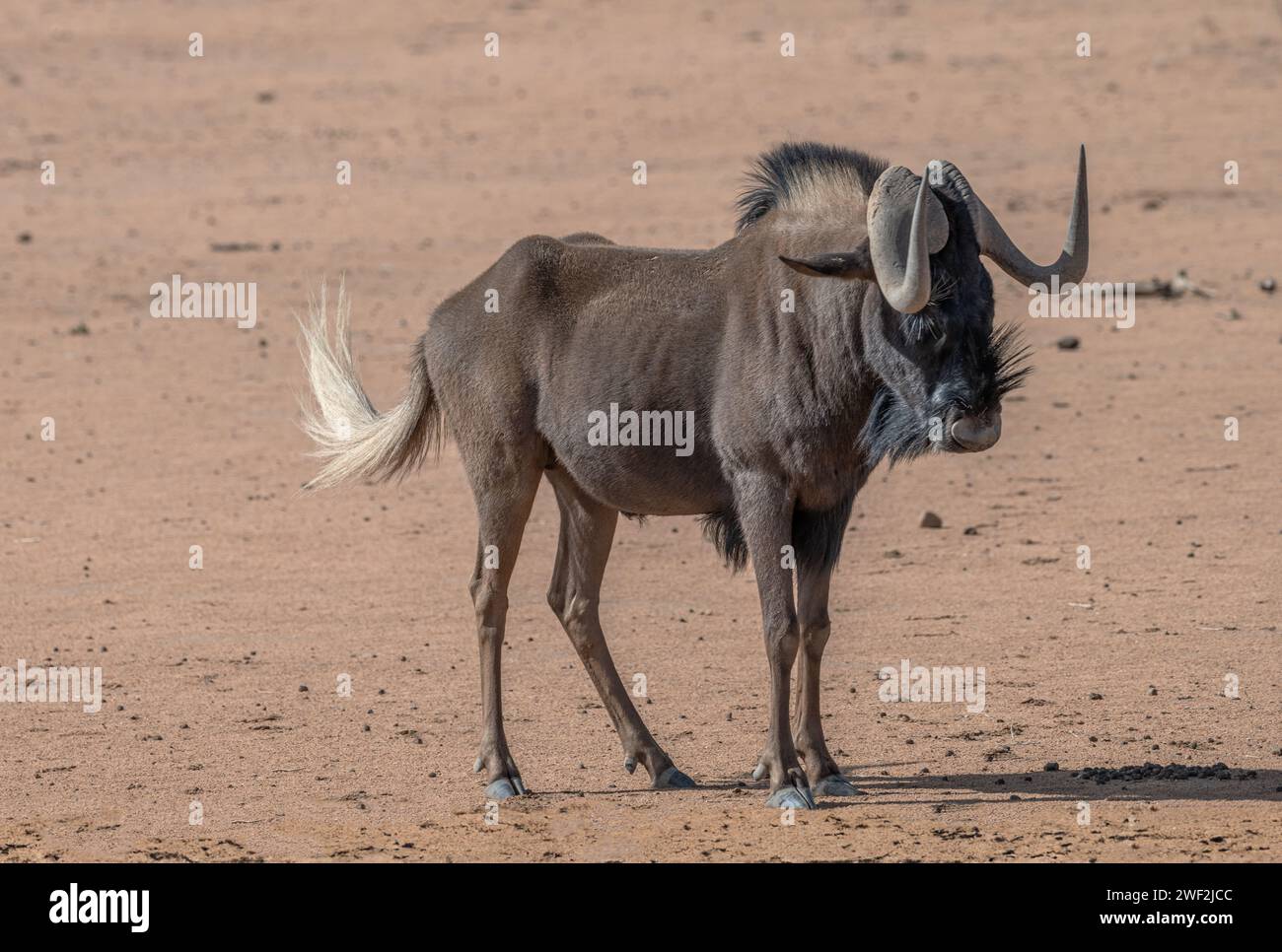 African antelope from the wildebeest genus, Namibia Stock Photo - Alamy