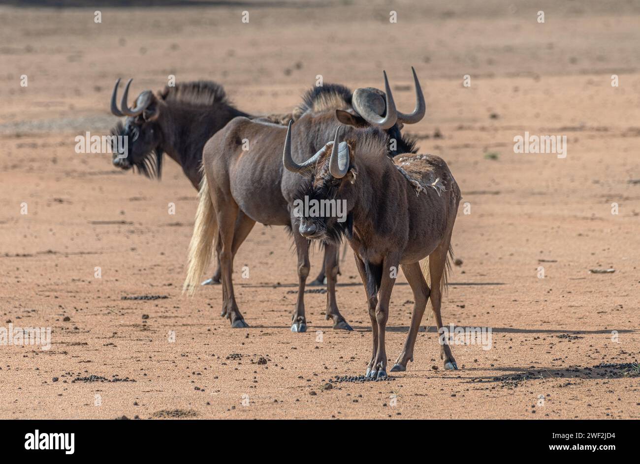 African antelope genus hi-res stock photography and images - Alamy