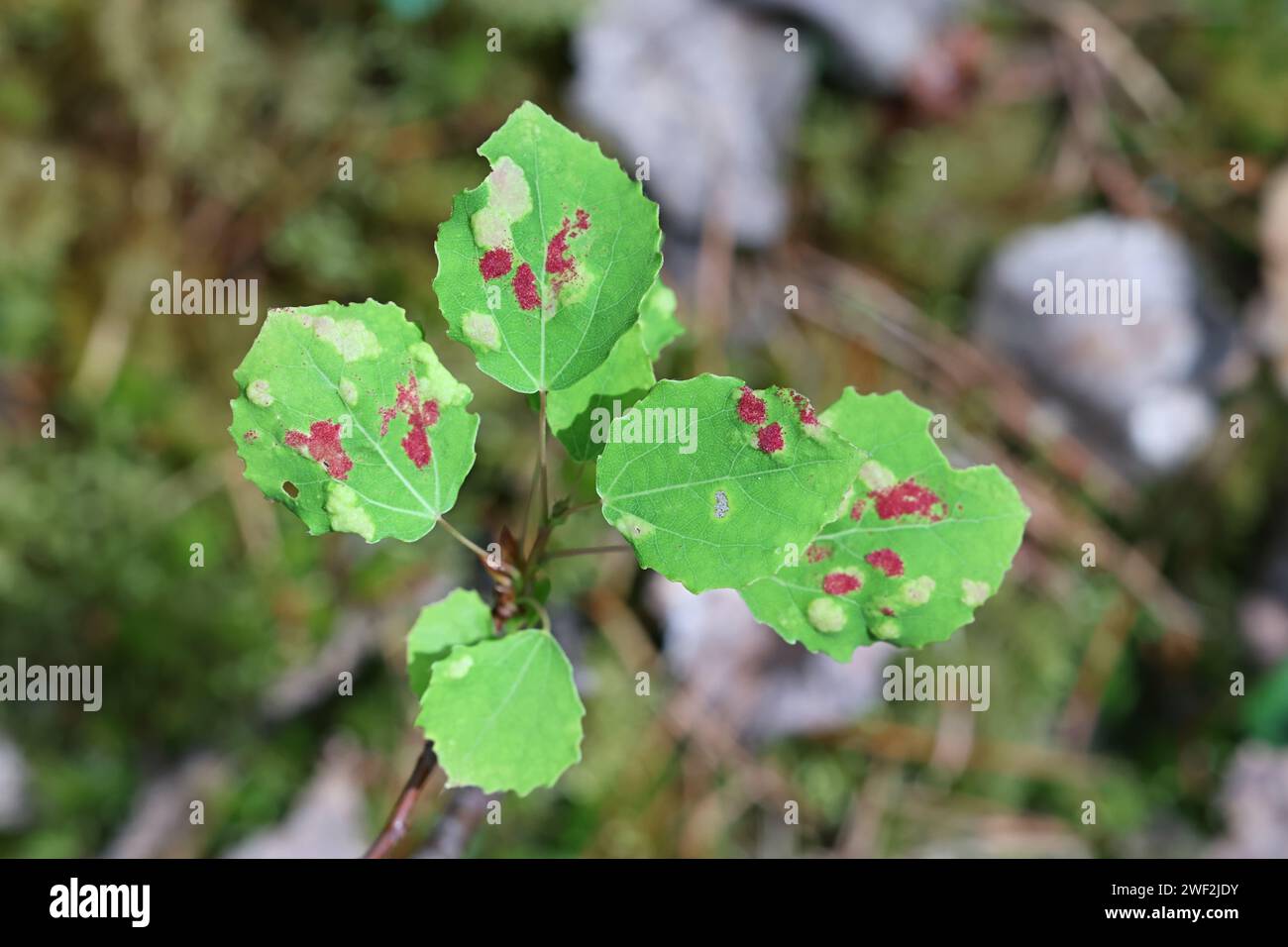 Aceria varia and Phyllocoptes populi, both arachnid mites, forming ...