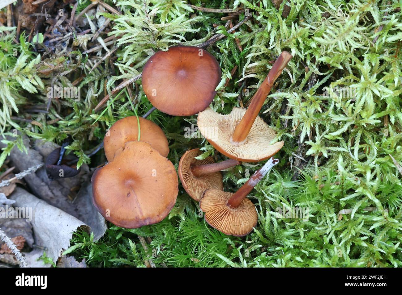 Rugosomyces fallax hi-res stock photography and images - Alamy