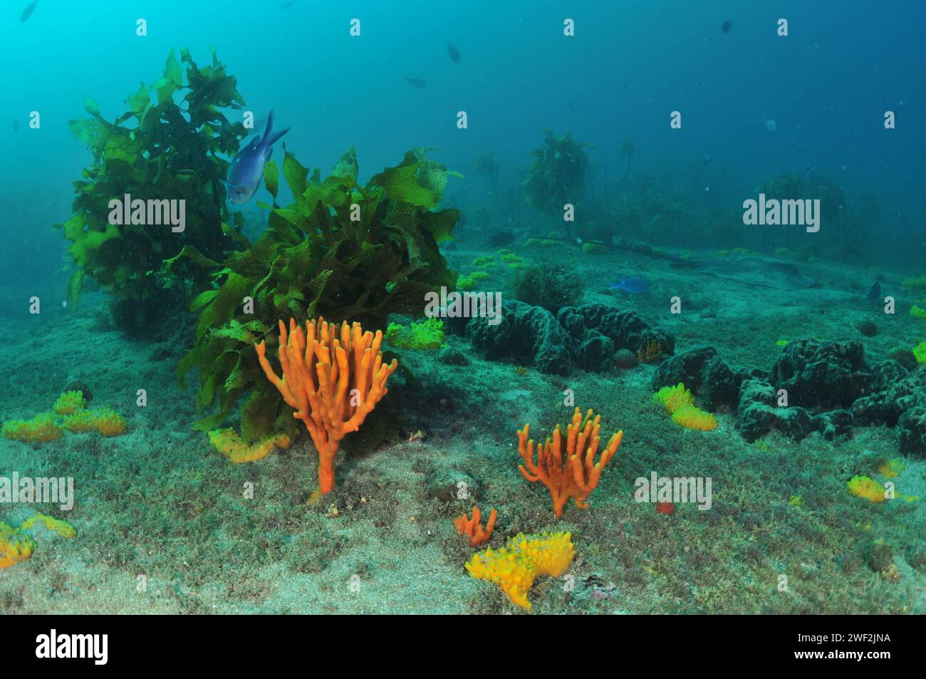Flat sea floor with various colourful sponges and stingray resting in ...