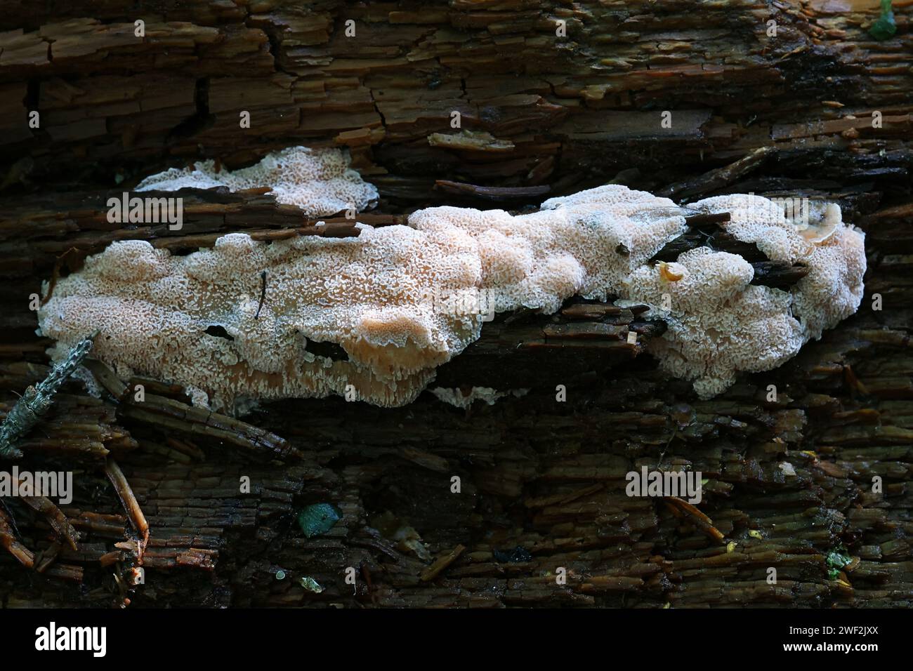 Placenta hi-res stock photography and images - Alamy