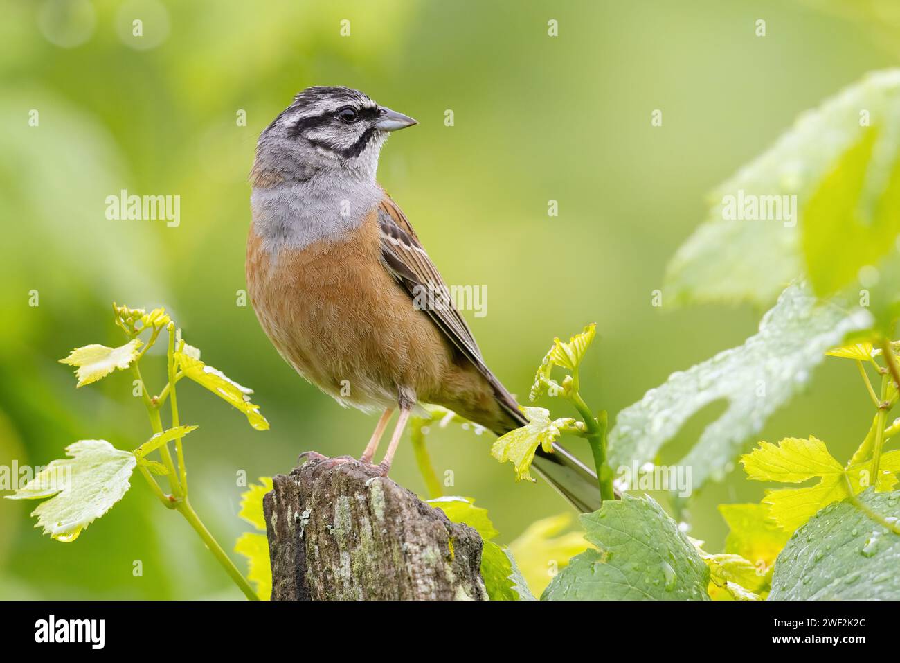 Distinctive species hi-res stock photography and images - Alamy