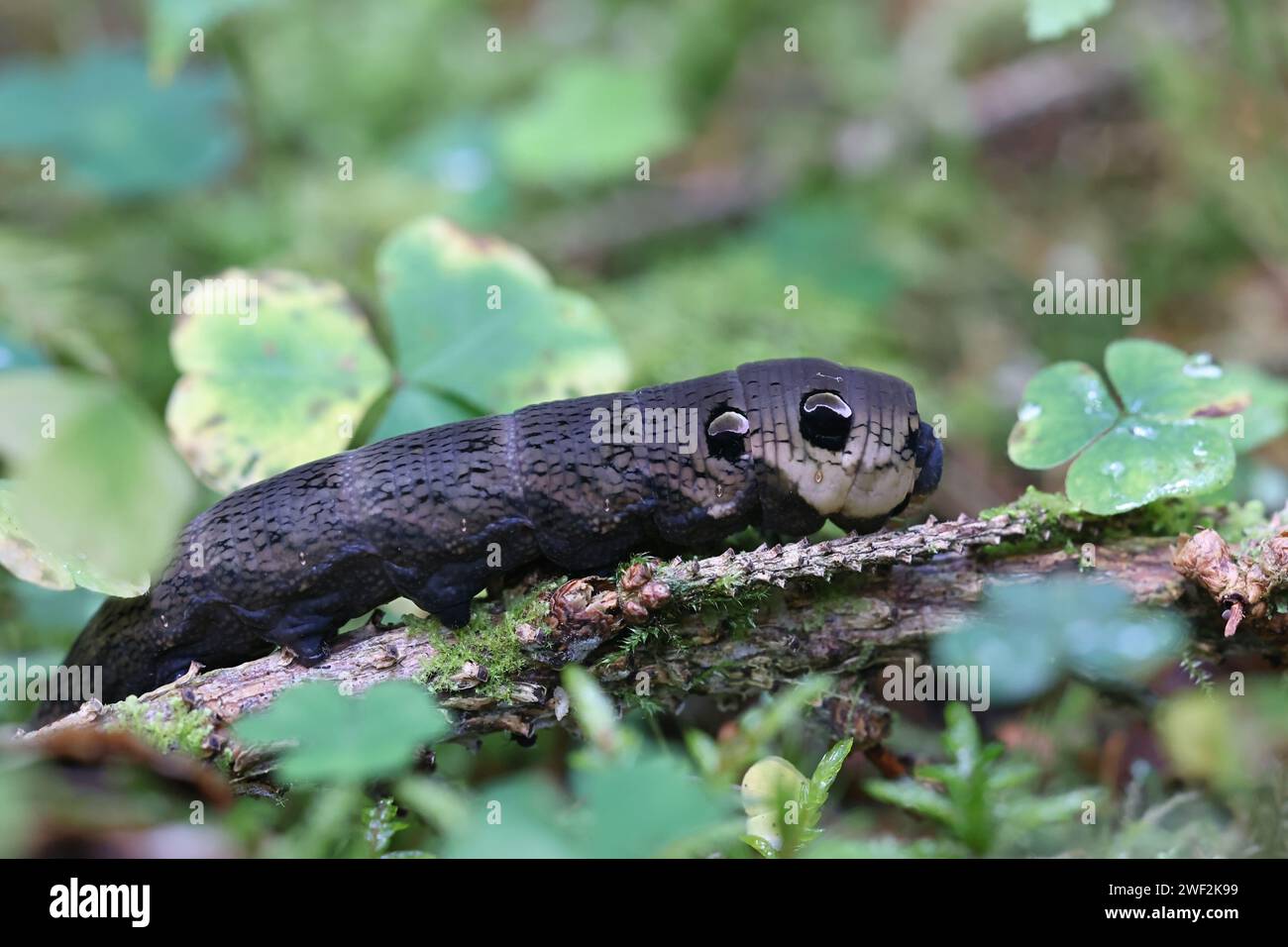 Caterpillar of Elephant hawk moth, Deilephila elpenor Stock Photo - Alamy