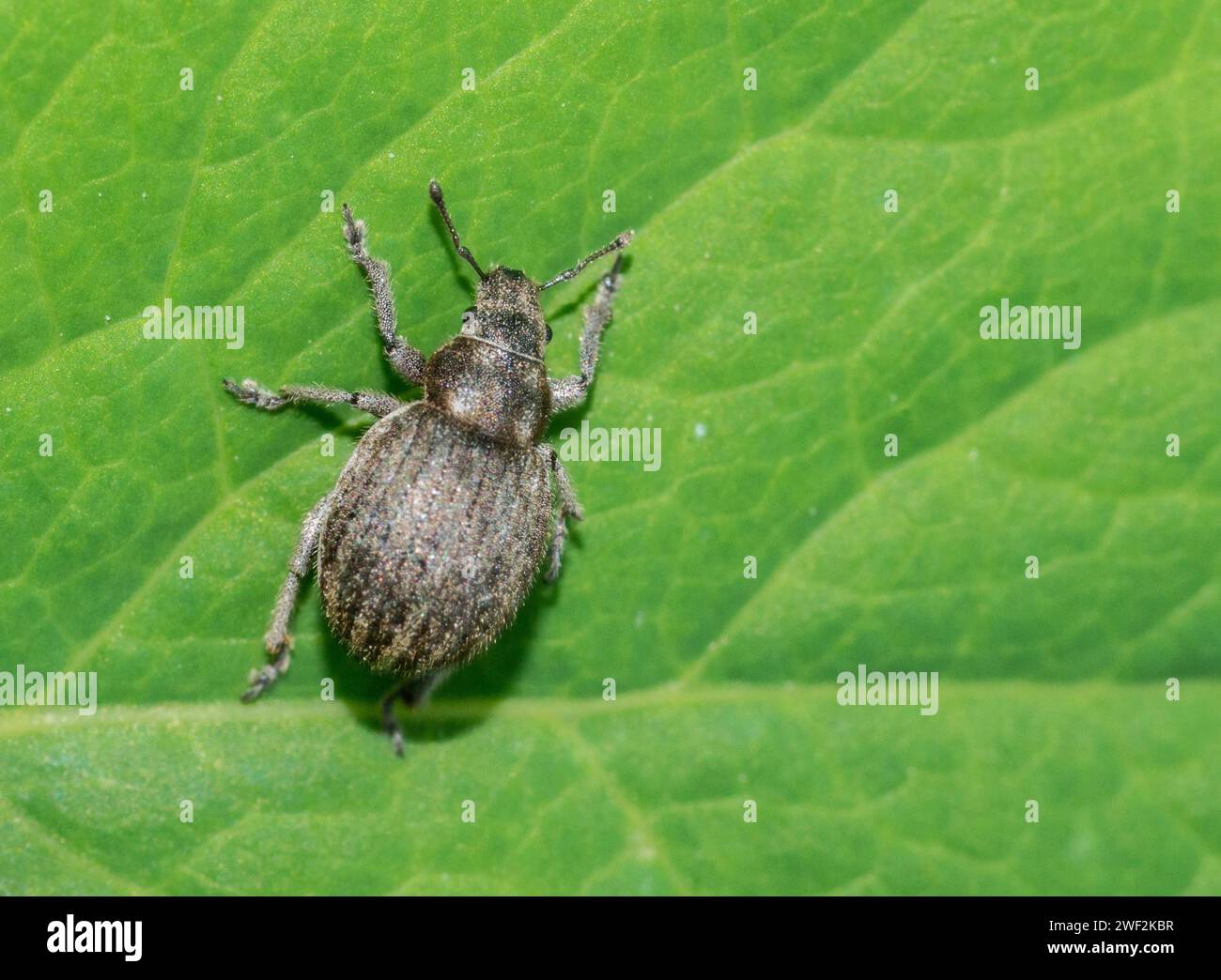 Lower leaf surface hi-res stock photography and images - Alamy