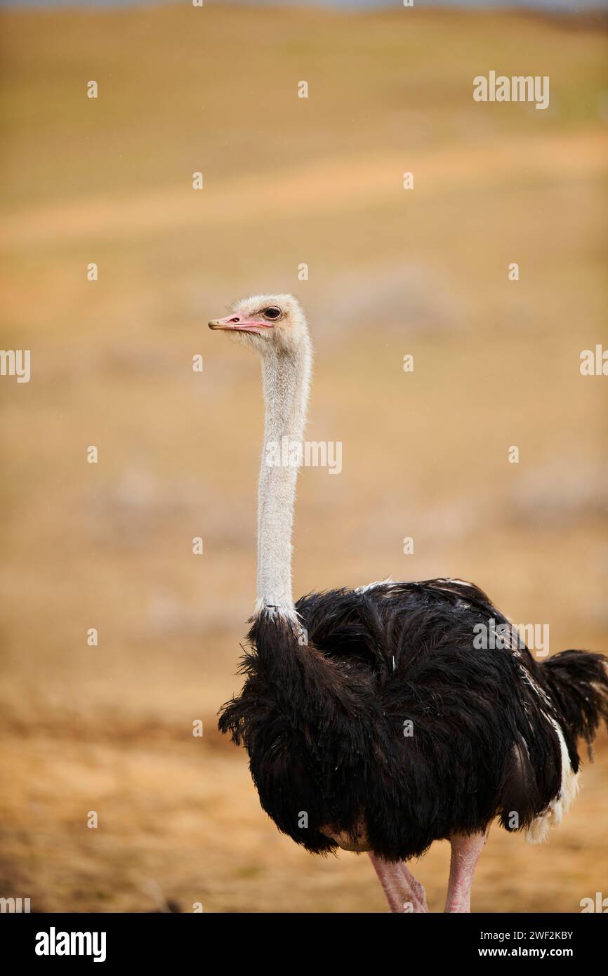 Common ostrich (Struthio camelus) male in the dessert, captive ...