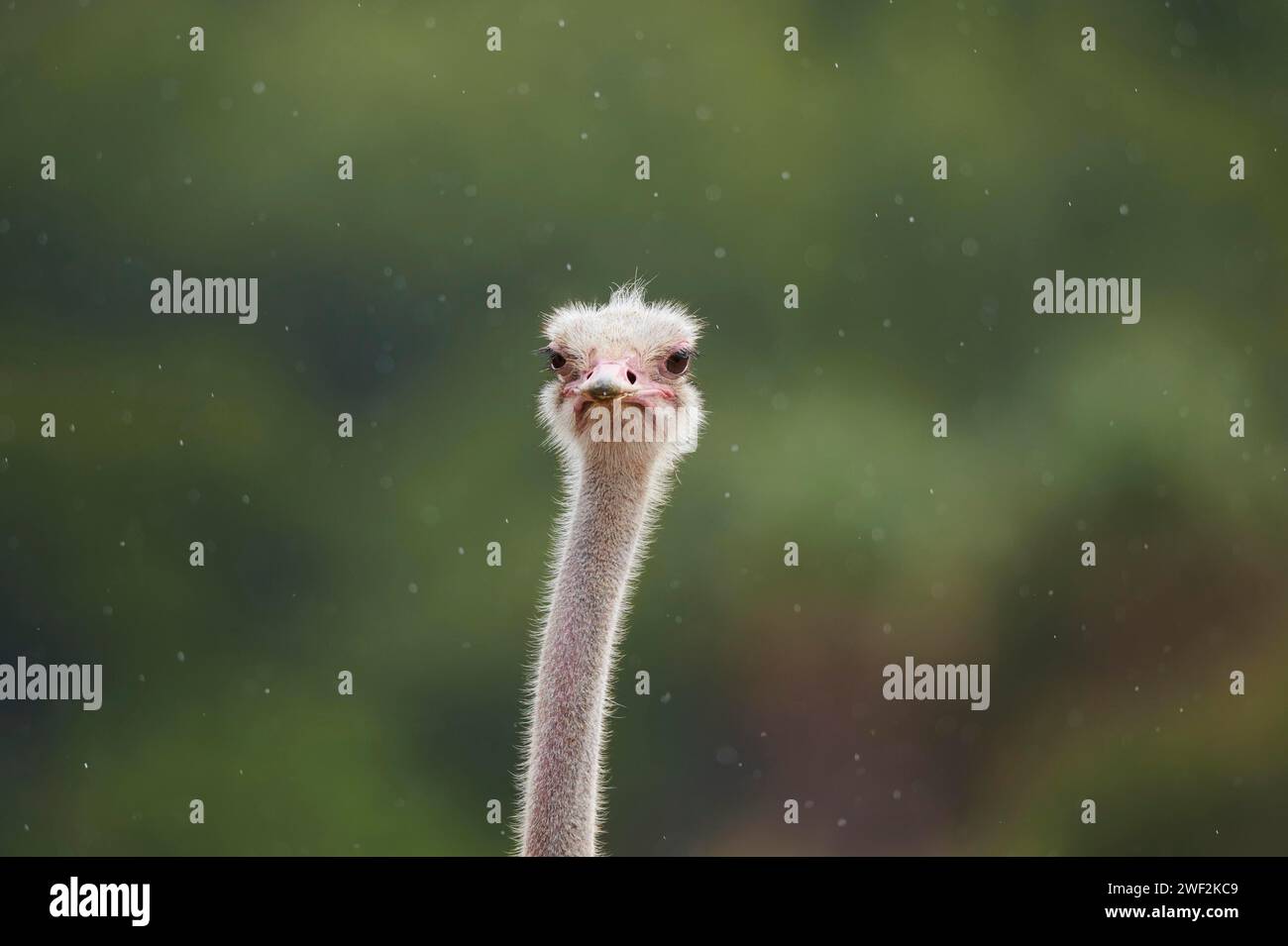 Common ostrich (Struthio camelus) in the rain, portrait, captive ...