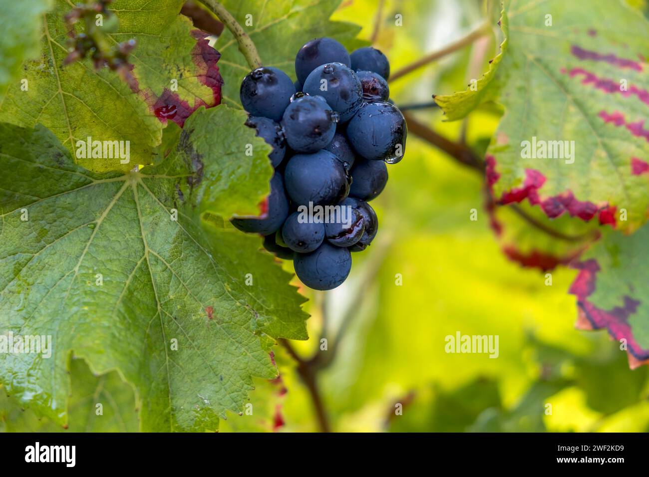 Blue grapes (Vitis sp.) on the vine, with raindrops, Southern ...