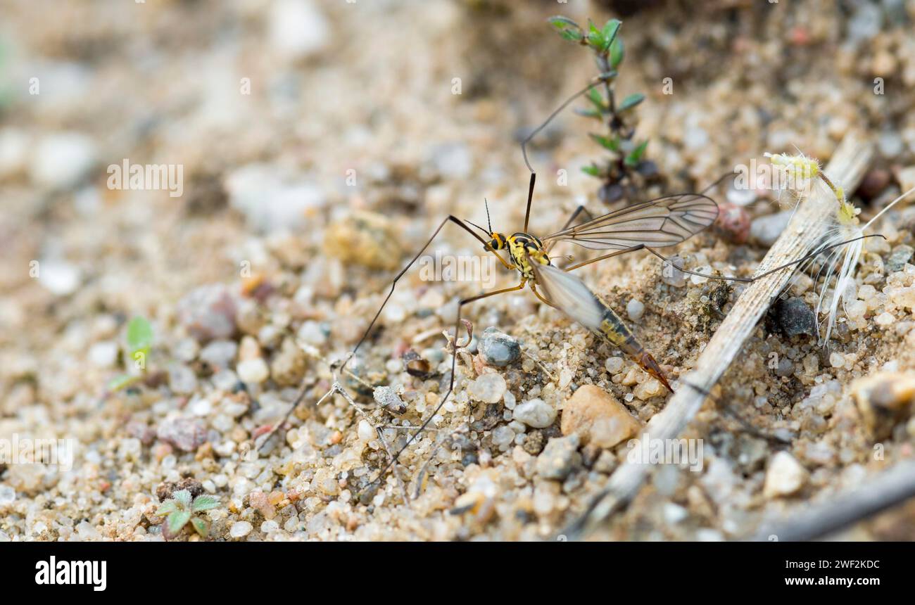 Triangular-spotted meadow snake (Nephrotoma quadrifaria) (synonym ...