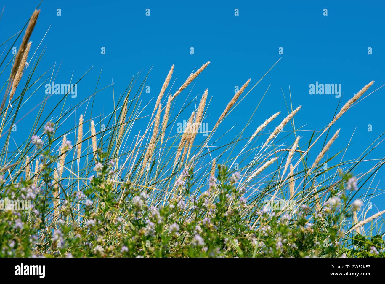 European marram grass (Ammophila arenaria), leaves and panicles with ...