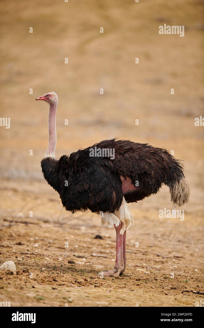 Common ostrich (Struthio camelus) male in the dessert, captive ...
