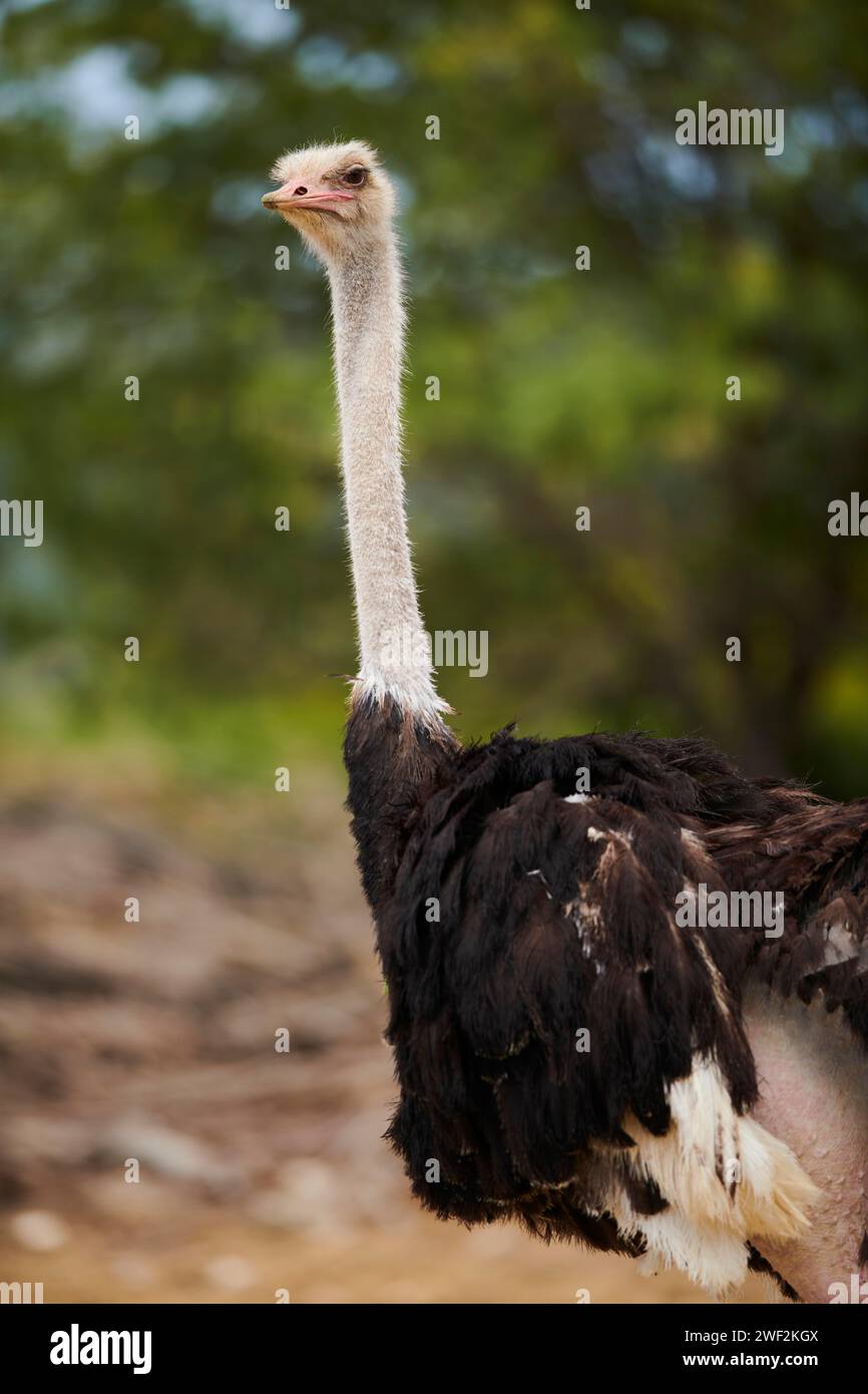Common ostrich (Struthio camelus) male in the dessert, captive ...