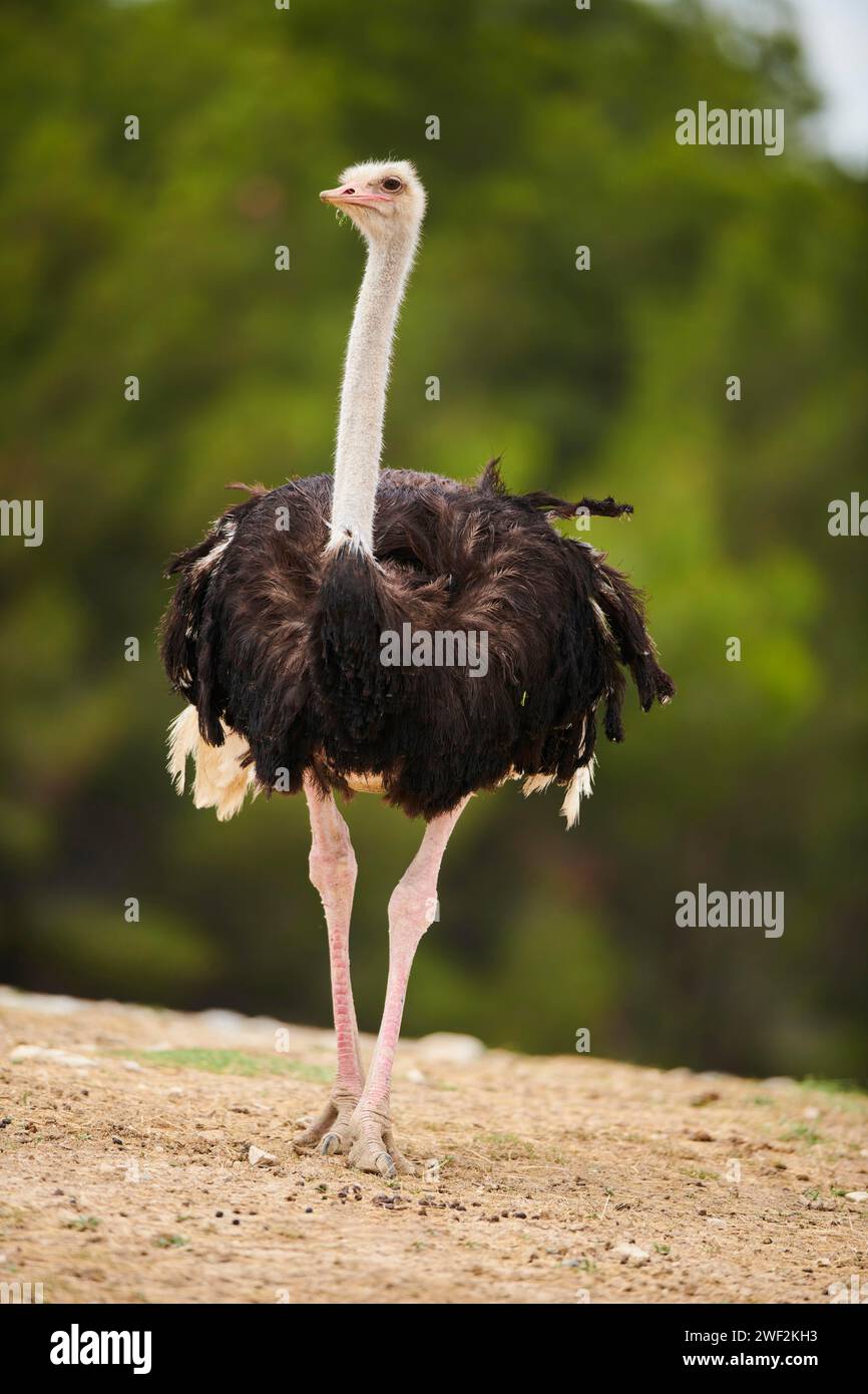 Common ostrich (Struthio camelus) male in the dessert, captive ...