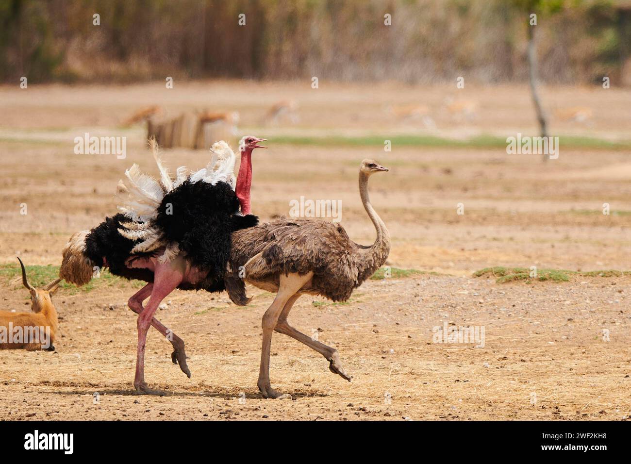 Common ostrich (Struthio camelus) male chasing a female in the dessert ...