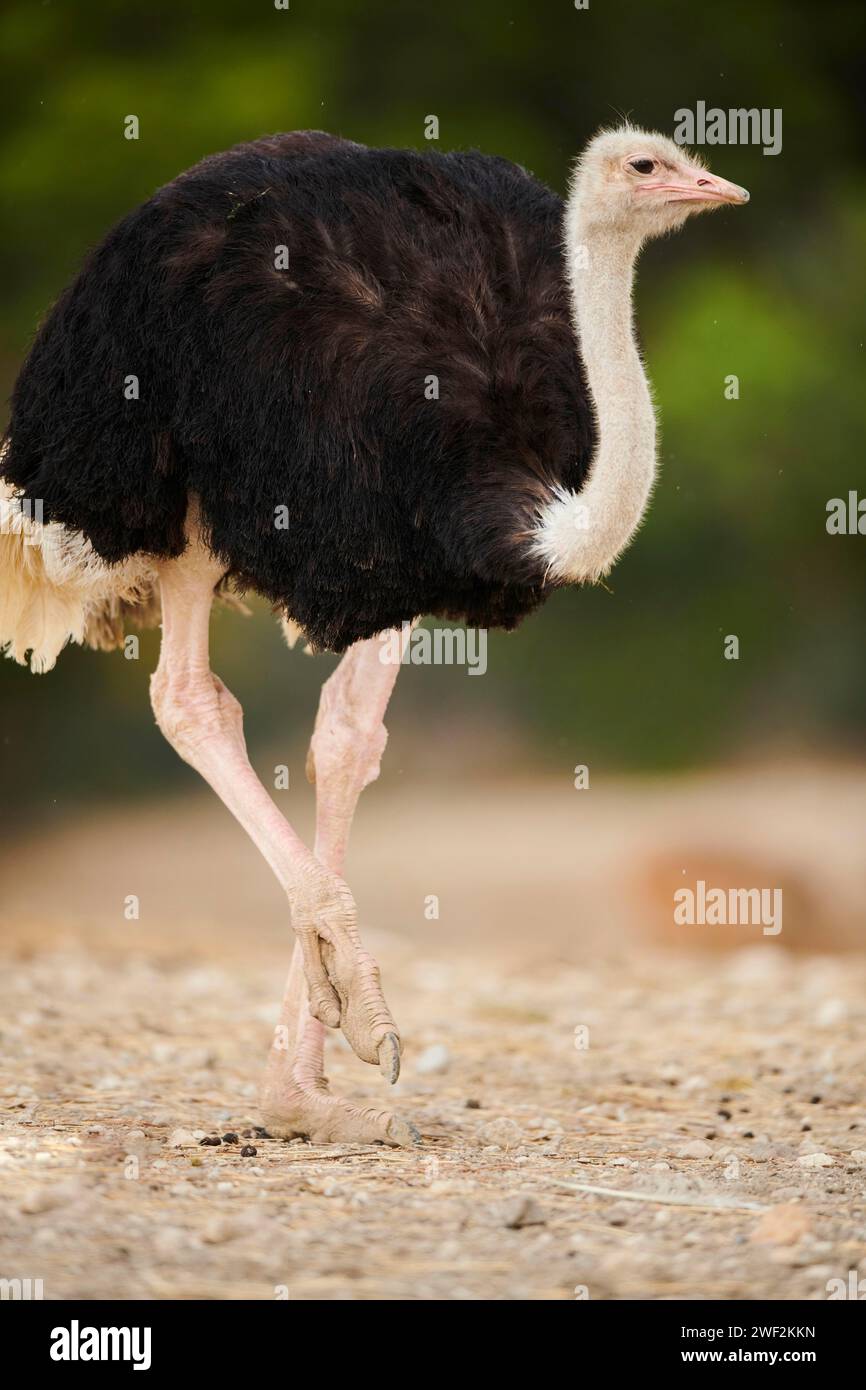Common ostrich (Struthio camelus) male in the dessert, captive ...