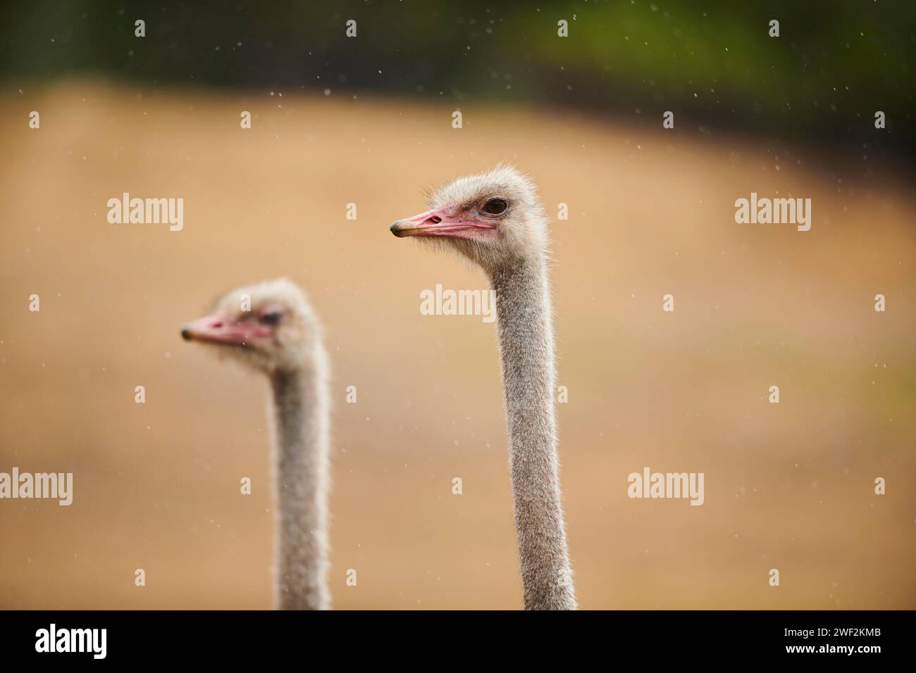 Common ostrichs (Struthio camelus), portrait, captive, distribution ...