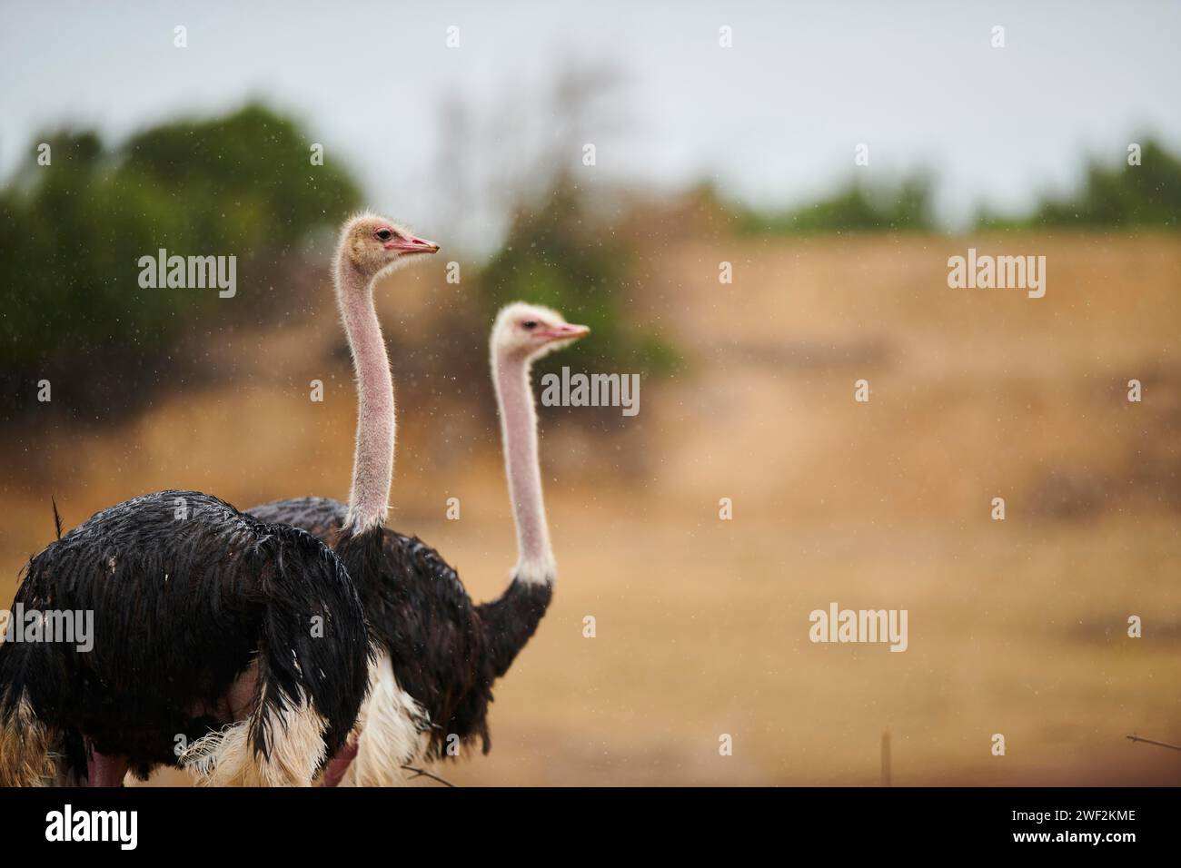 Common ostrich (Struthio camelus) male in the dessert, captive ...