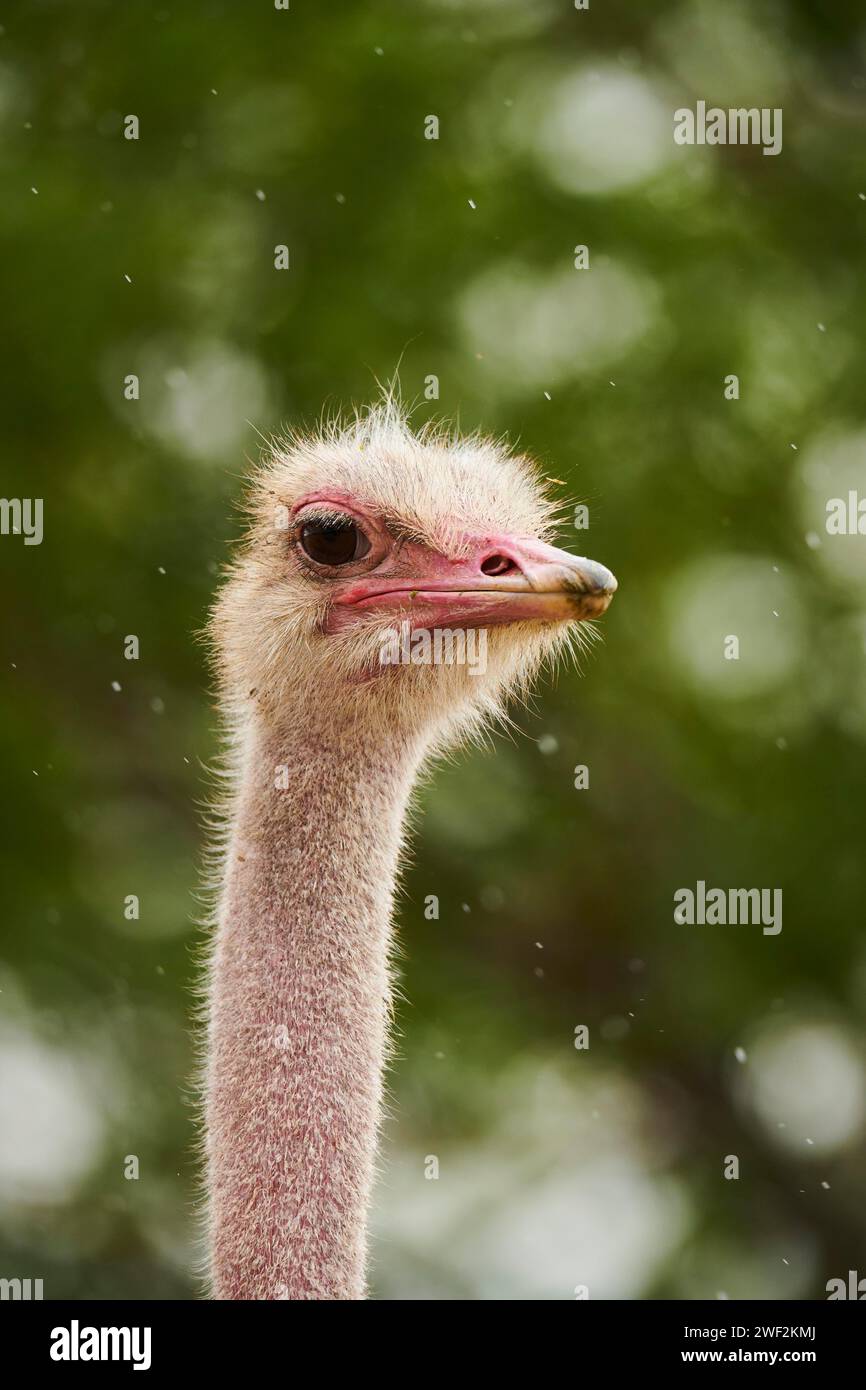 Common ostrich (Struthio camelus), portrait, captive, distribution ...