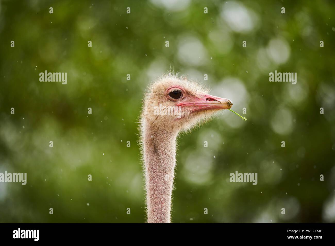 Common ostrich (Struthio camelus), portrait, captive, distribution ...