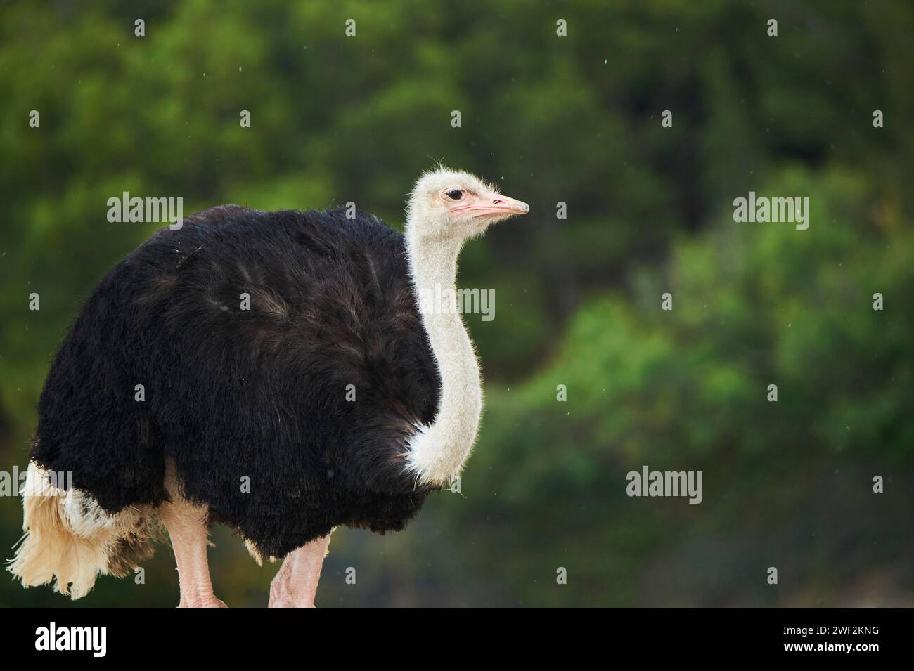 Common ostrich (Struthio camelus) male in the dessert, captive ...