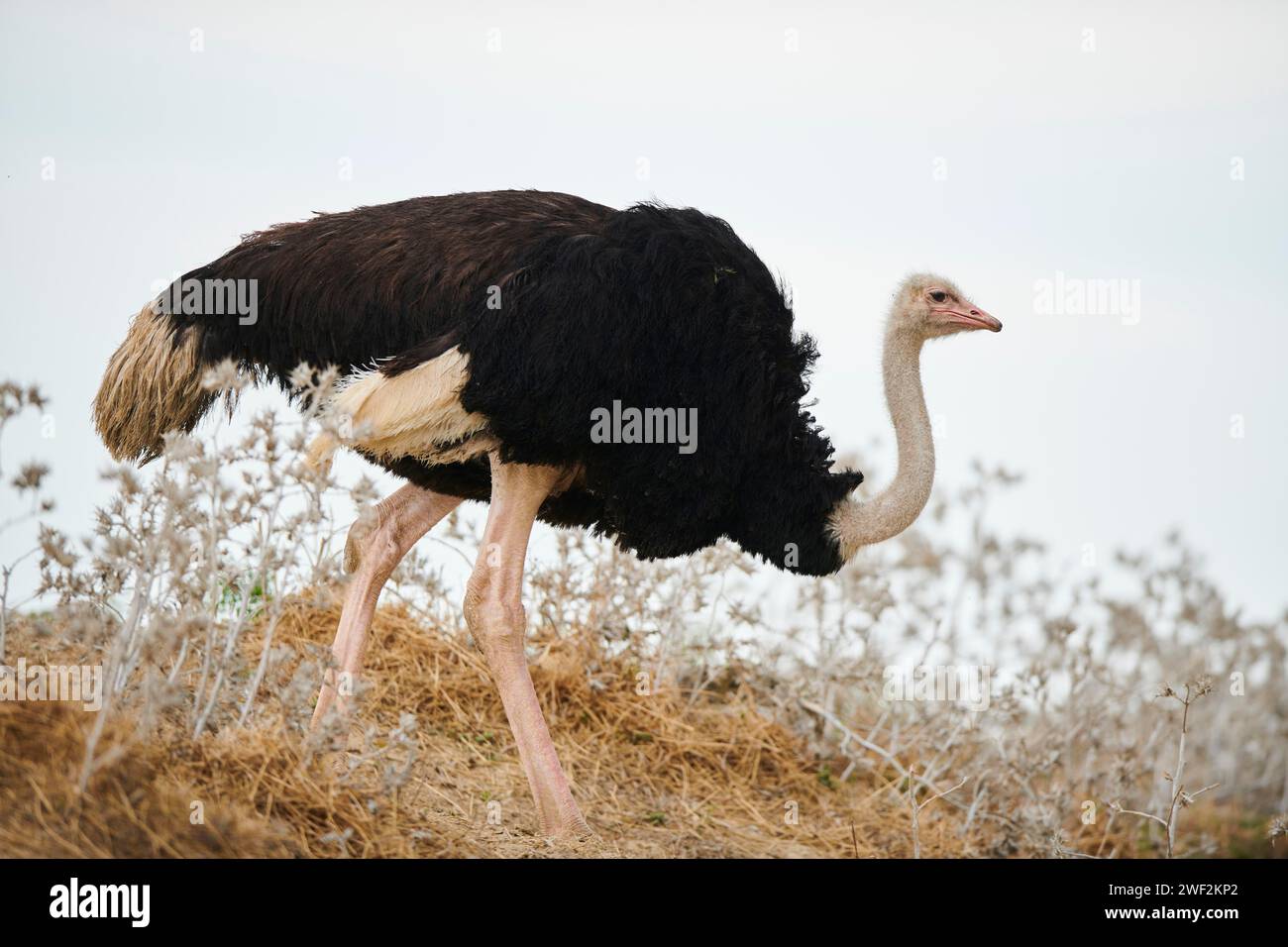 Common ostrich (Struthio camelus) male in the dessert, captive ...