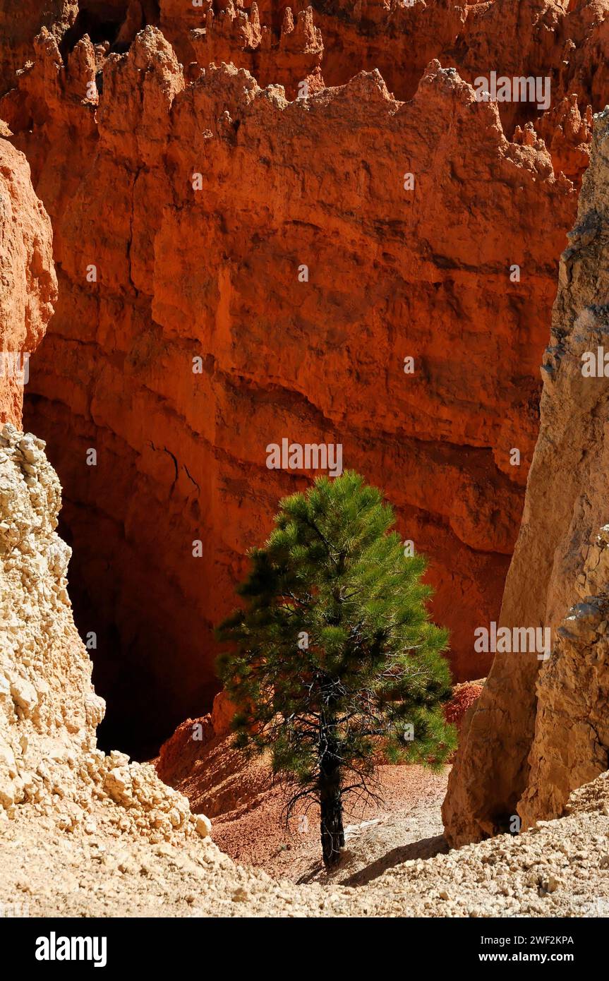Tree at the canyon rim, Bryce Canyon National Park, Utah, USA Stock ...