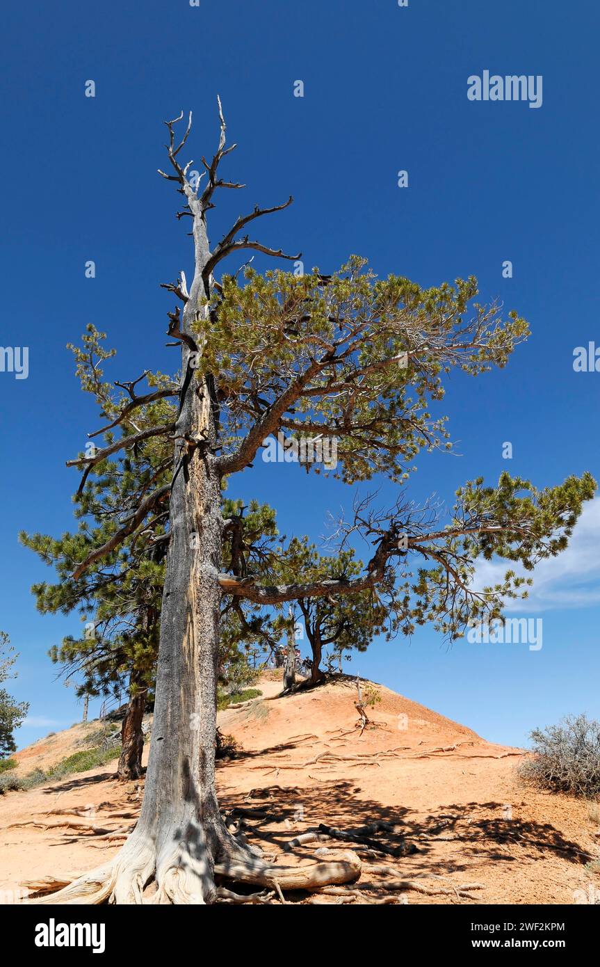 Tree at the canyon rim, Bryce Canyon National Park, Utah, USA Stock ...