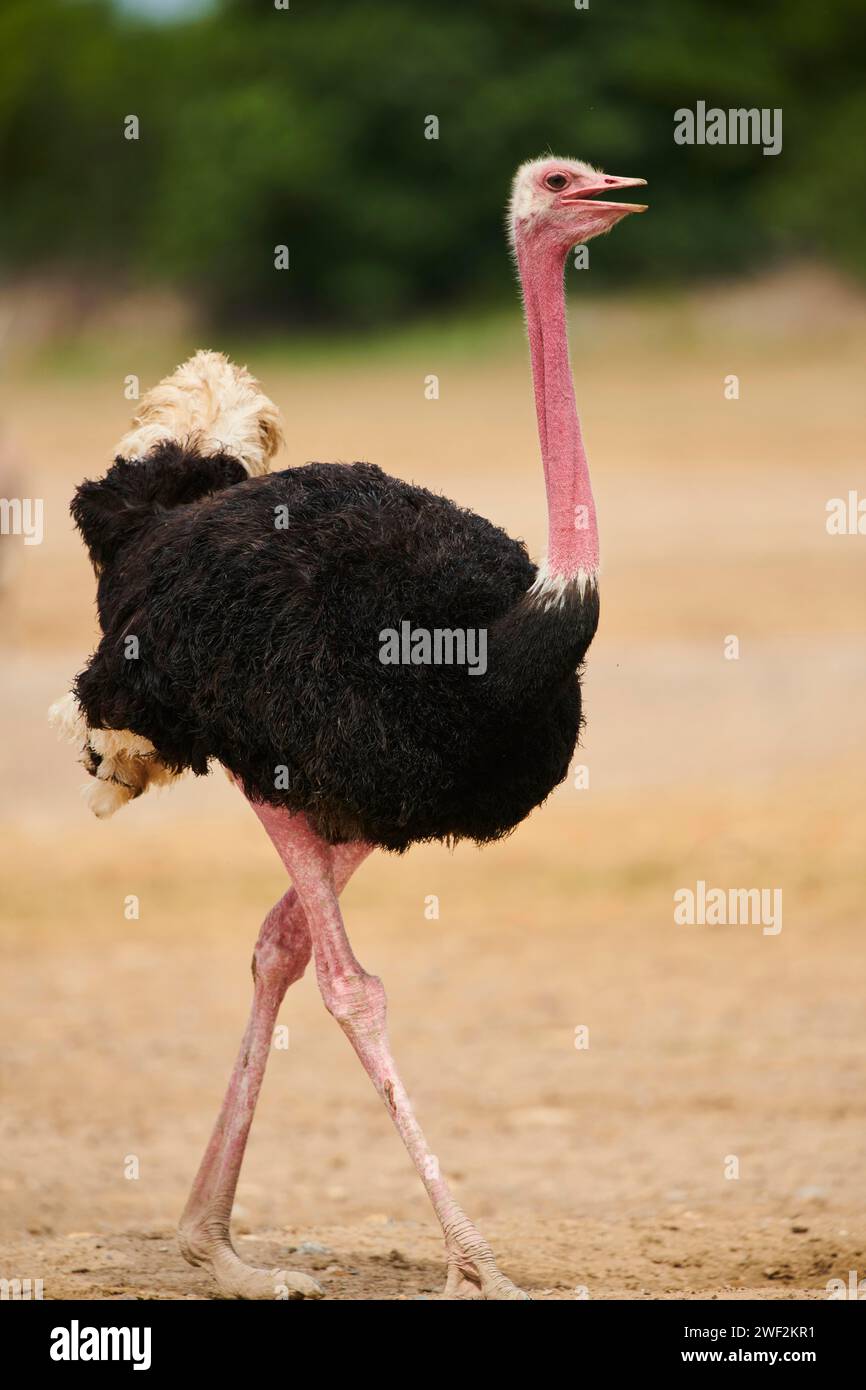 Common ostrich (Struthio camelus) male in the dessert, captive ...
