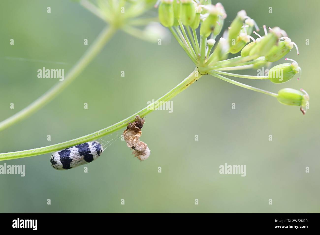 Cocoon of an Ichneumoid wasp (Campopleginae) and empty skin of a ...