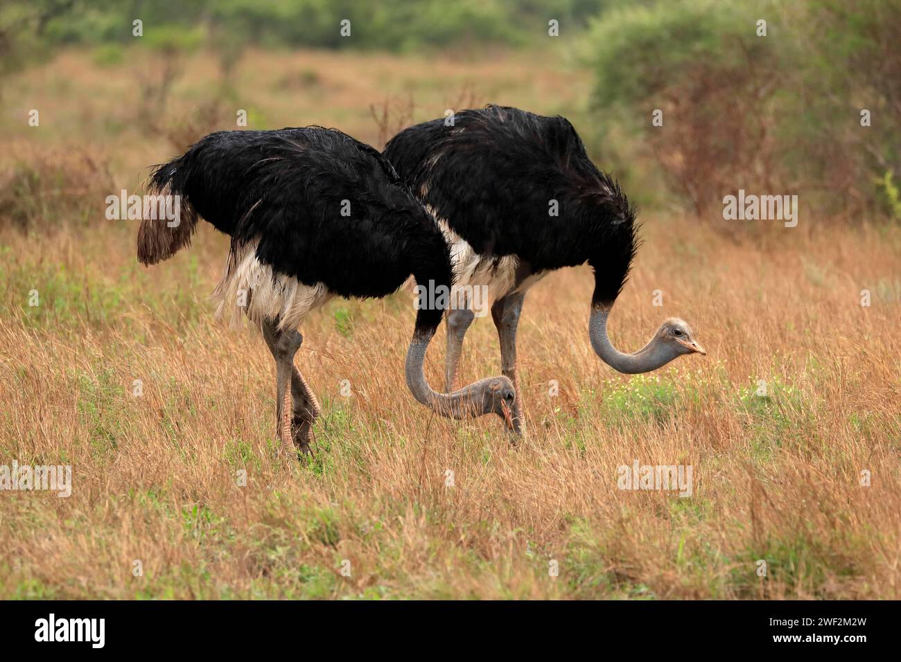 South african ostrich (Struthio camelus australis), adult, male, two ...