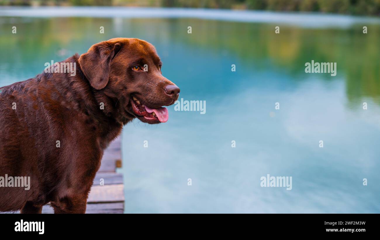 Adorable chocolate Labrador before jumping into the lake Stock Photo ...