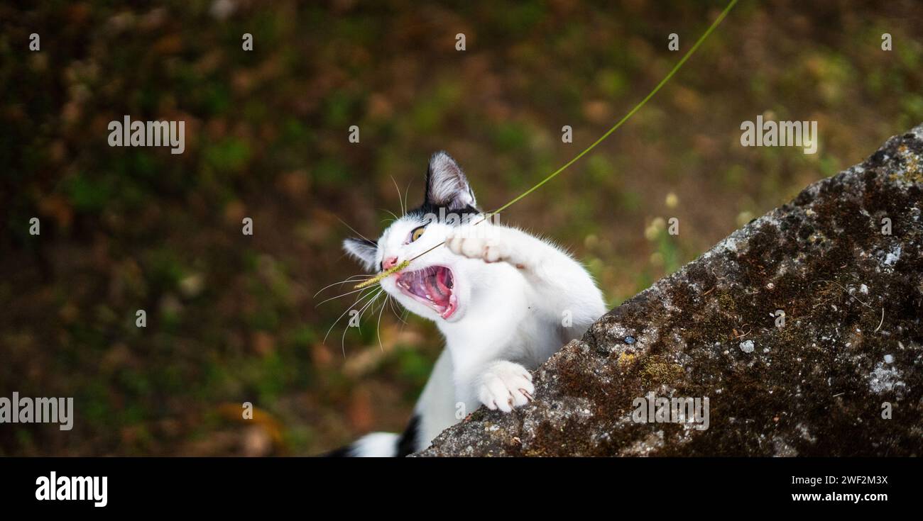 Roaring kitty hi-res stock photography and images - Alamy