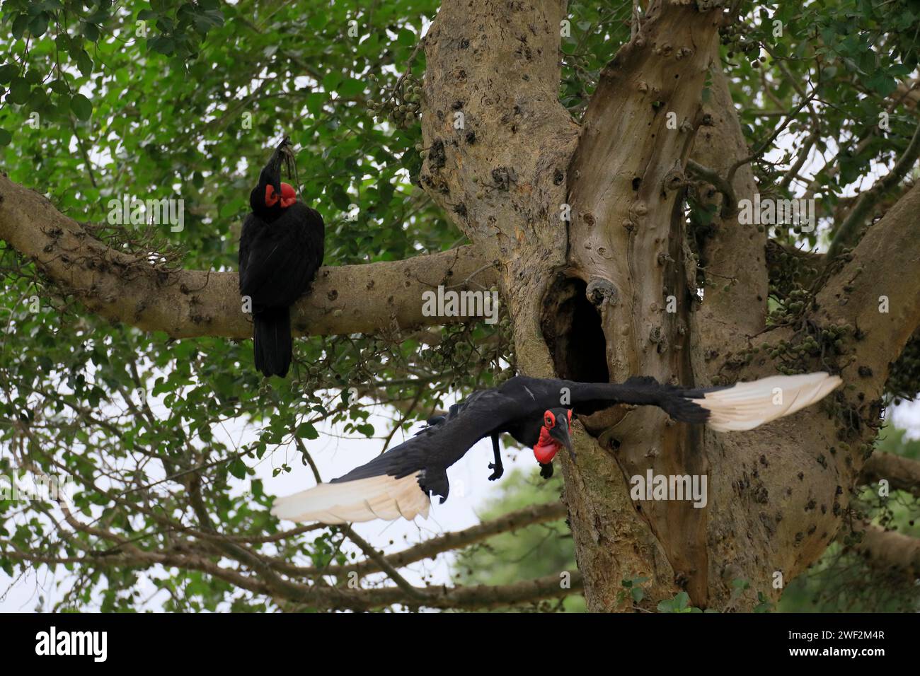 Southern ground hornbill (Bucorvus leadbeateri), adult, pair, feeding ...