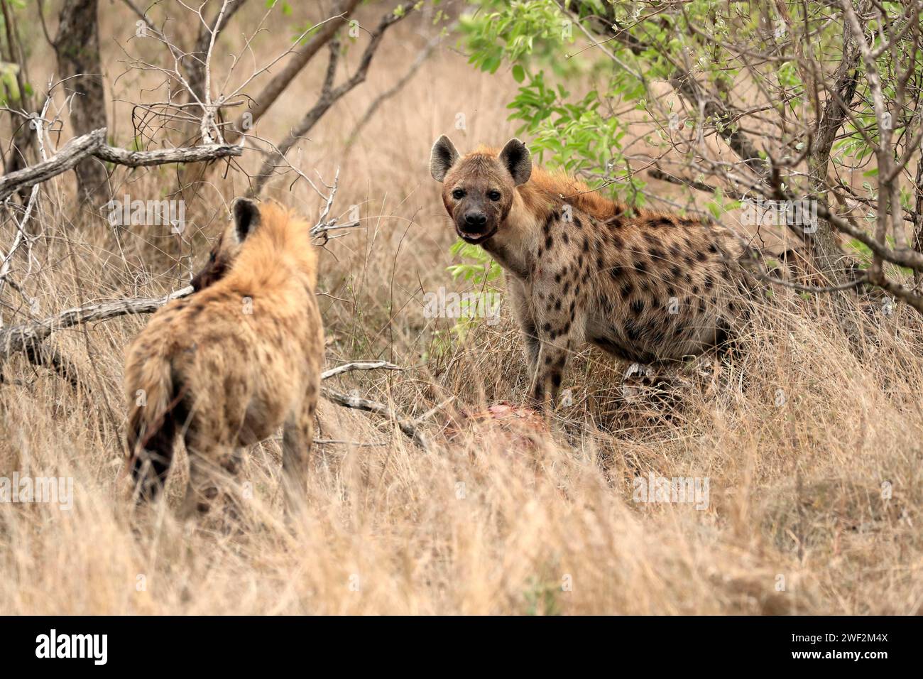 Spotted hyena (Crocuta crocuta), adult, two hyenas, observed, alert ...