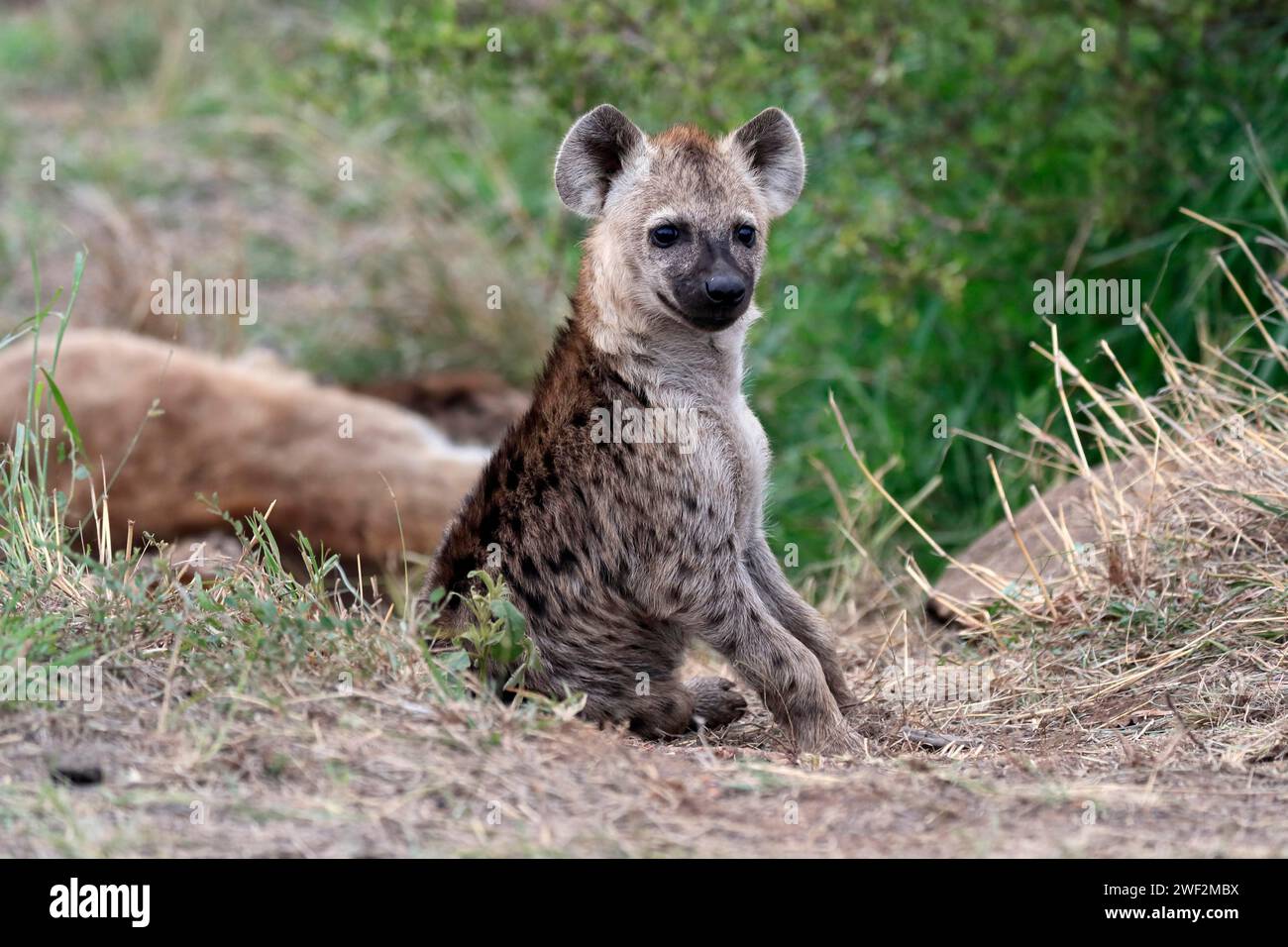 Spotted hyena (Crocuta crocuta), young animal, at the den, vigilant ...