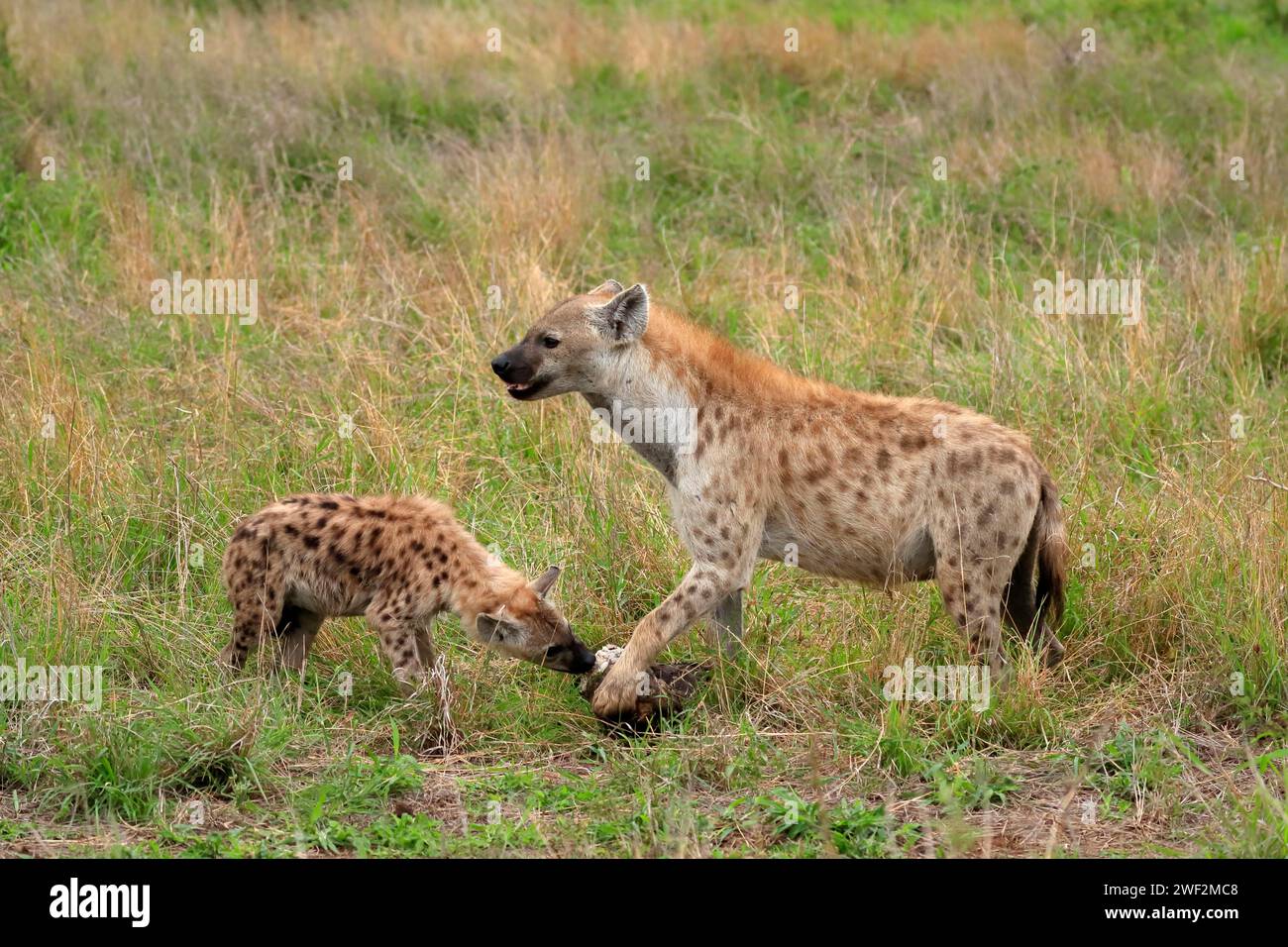 Spotted hyena (Crocuta crocuta), adult, young animal, mother with young ...