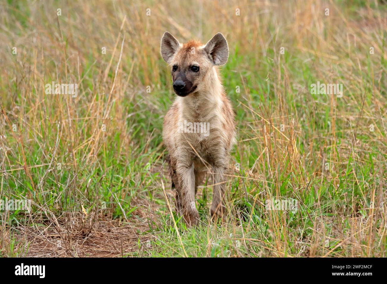 Spotted hyena (Crocuta crocuta), half-grown juvenile, alert, Kruger ...