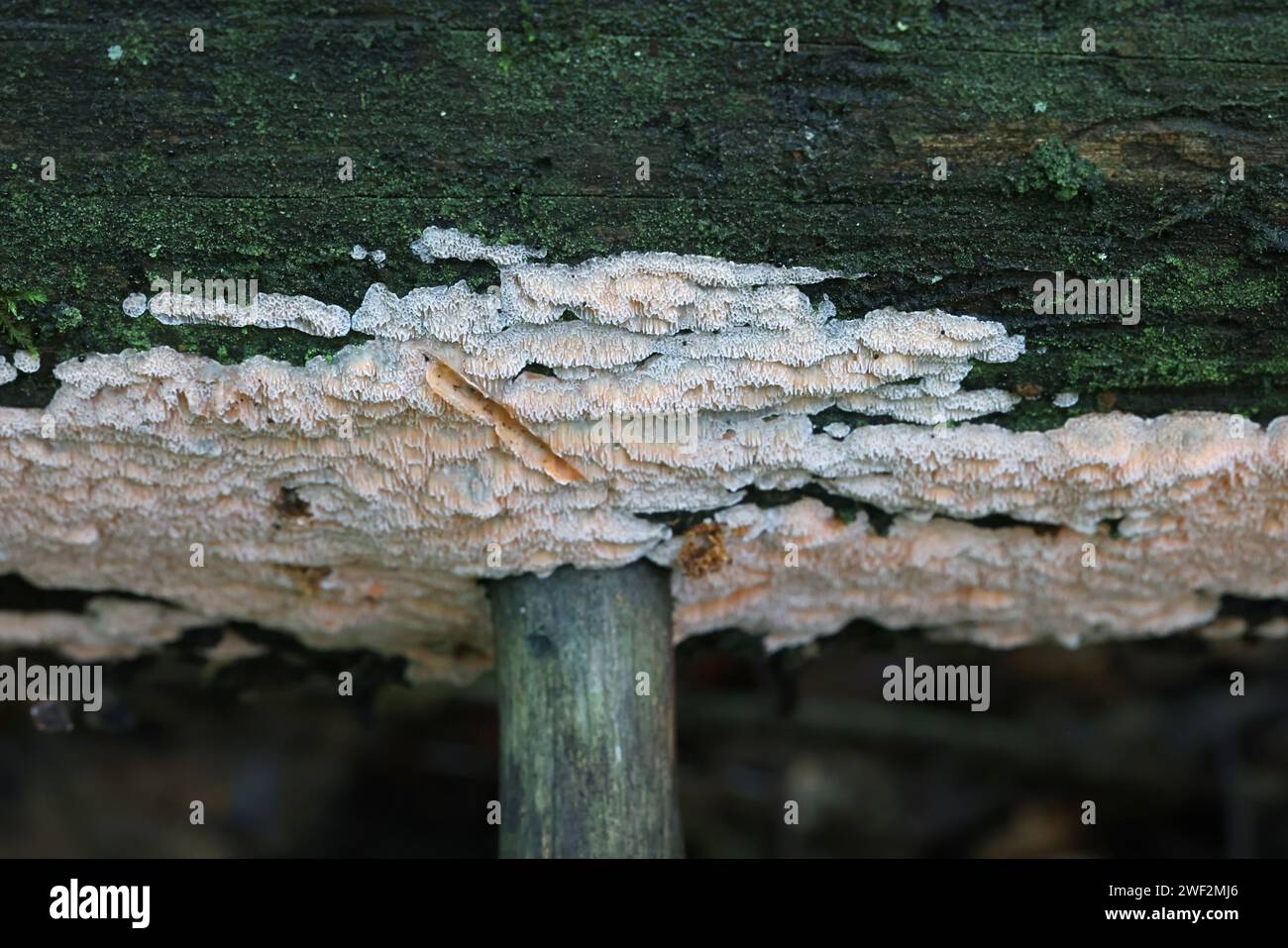 Rhodonia placenta, pink polypore fungus from Finland, no common English ...