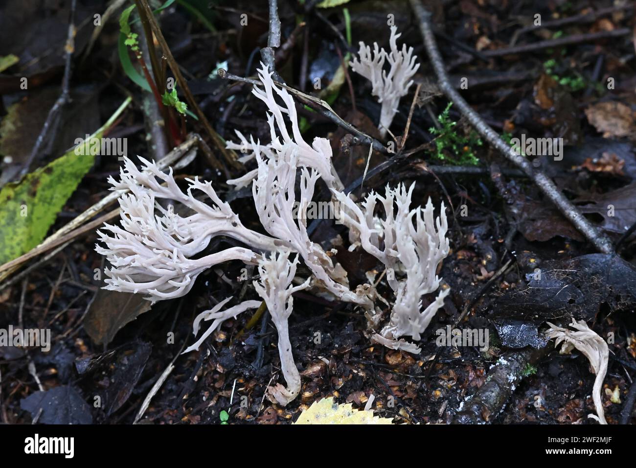 Clavulina coralloides, also known as Clavulina cristata, the white ...