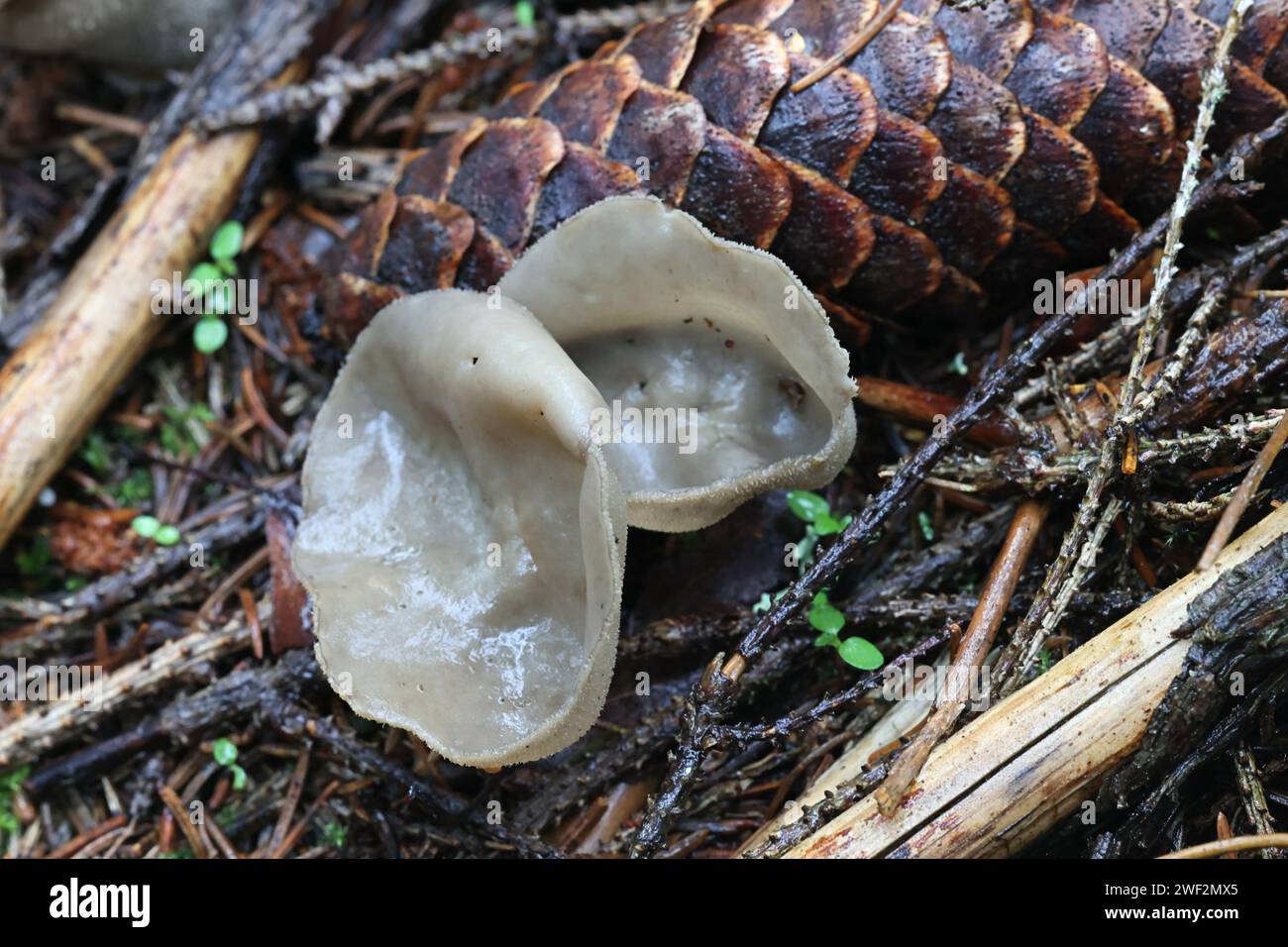Helvella macropus, also called Helvella bulbosa, commonly known as Felt ...