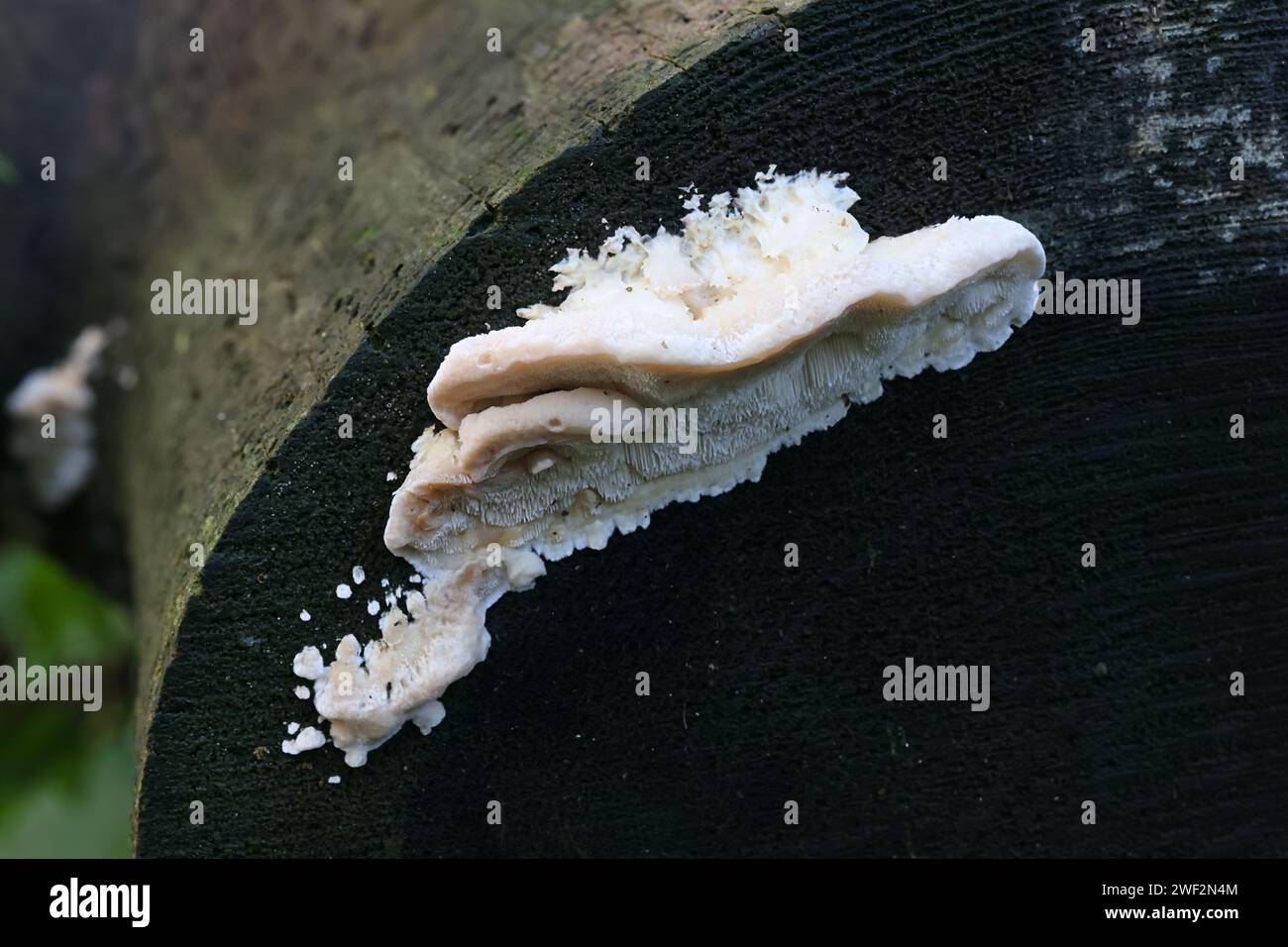 Ruunikaapa hi-res stock photography and images - Alamy