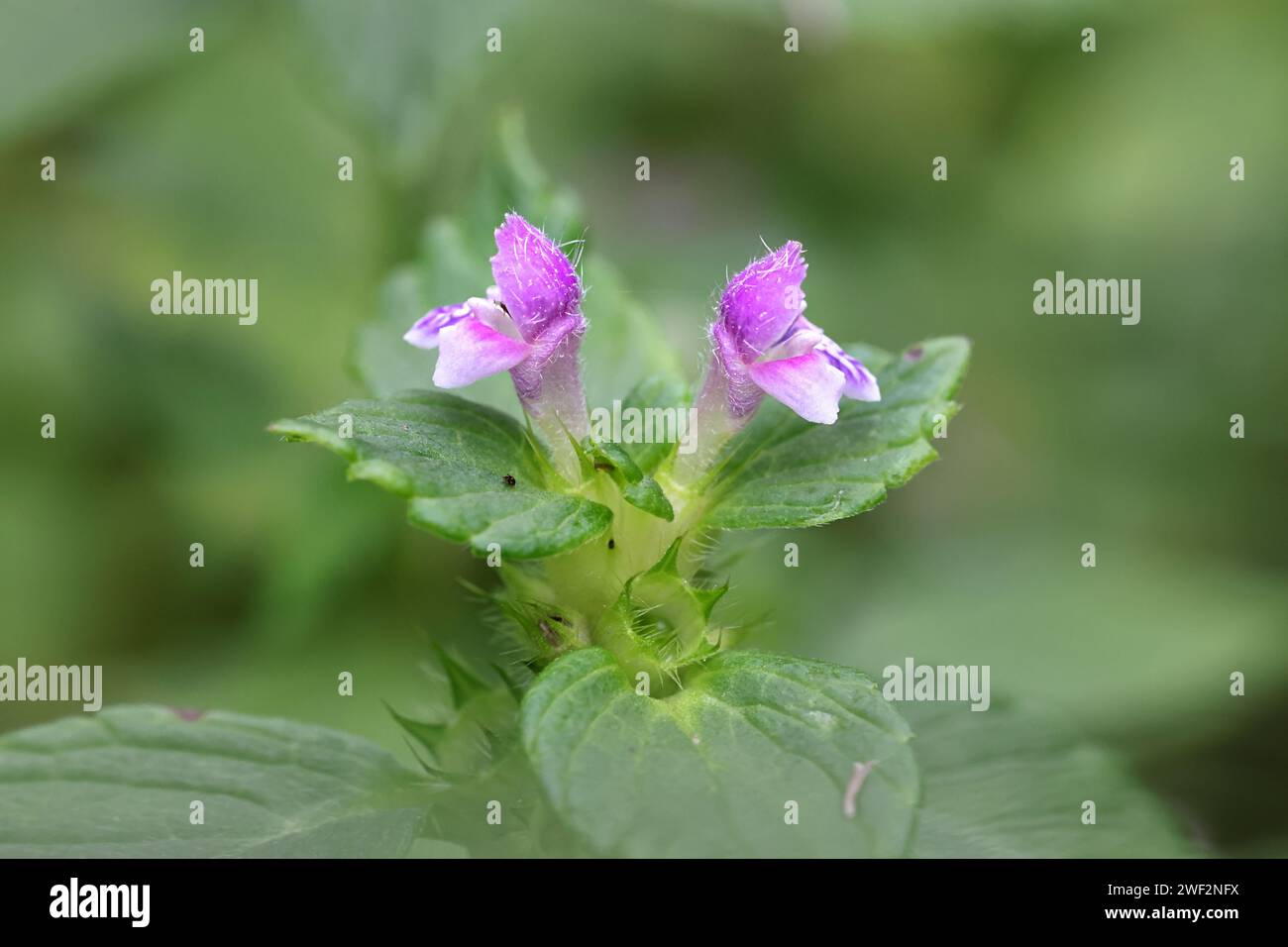 Bifid hemp-nettle, Galeopsis bifida, also known as split-lip hemp ...
